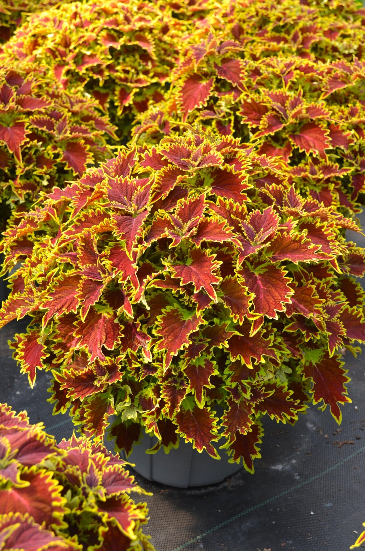 10in Coleus Ignite Copperhead | Quality Greenhouses & Perennial Farm ...