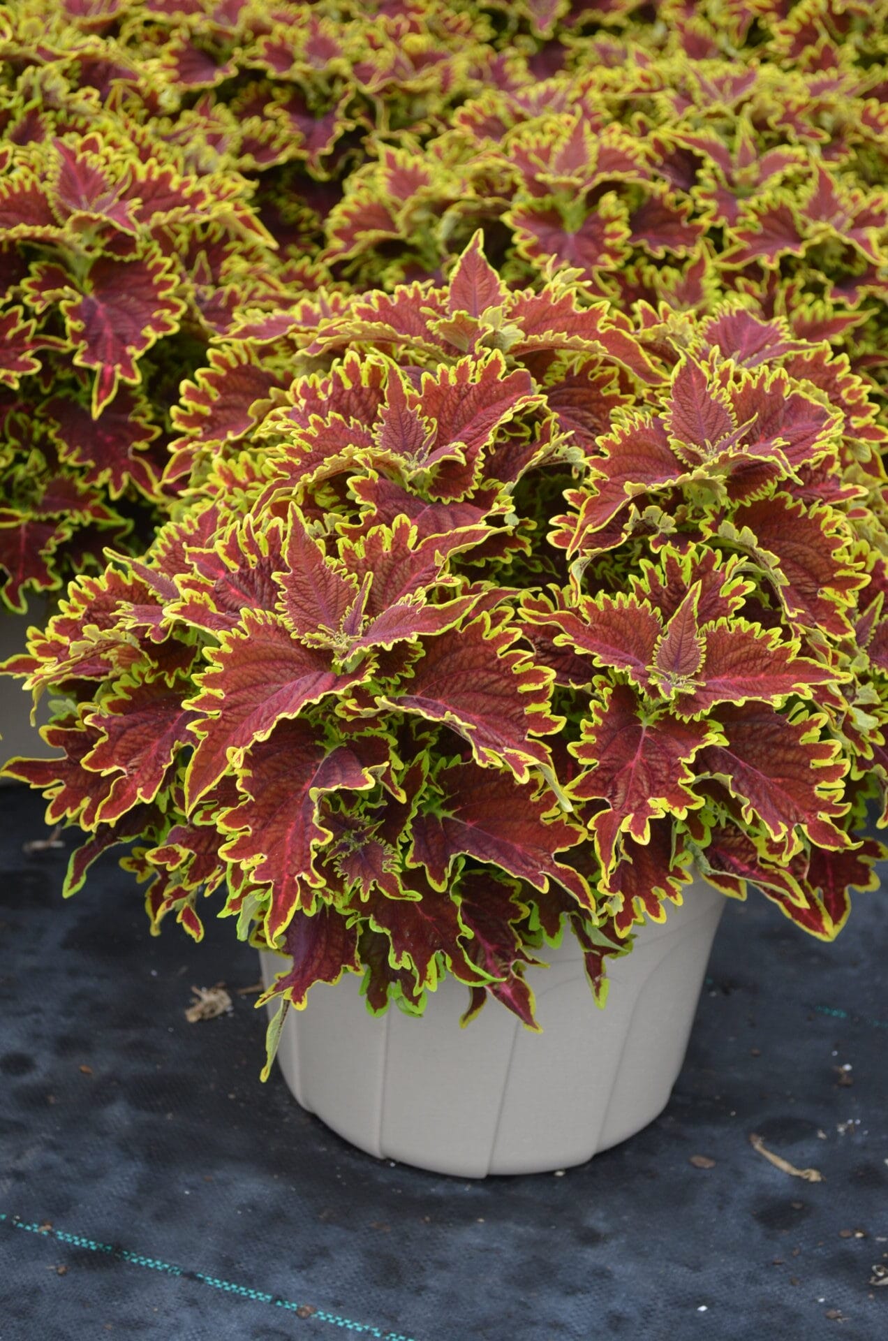 10in Cordova Coleus Ignite Copperhead | Quality Greenhouses & Perennial ...