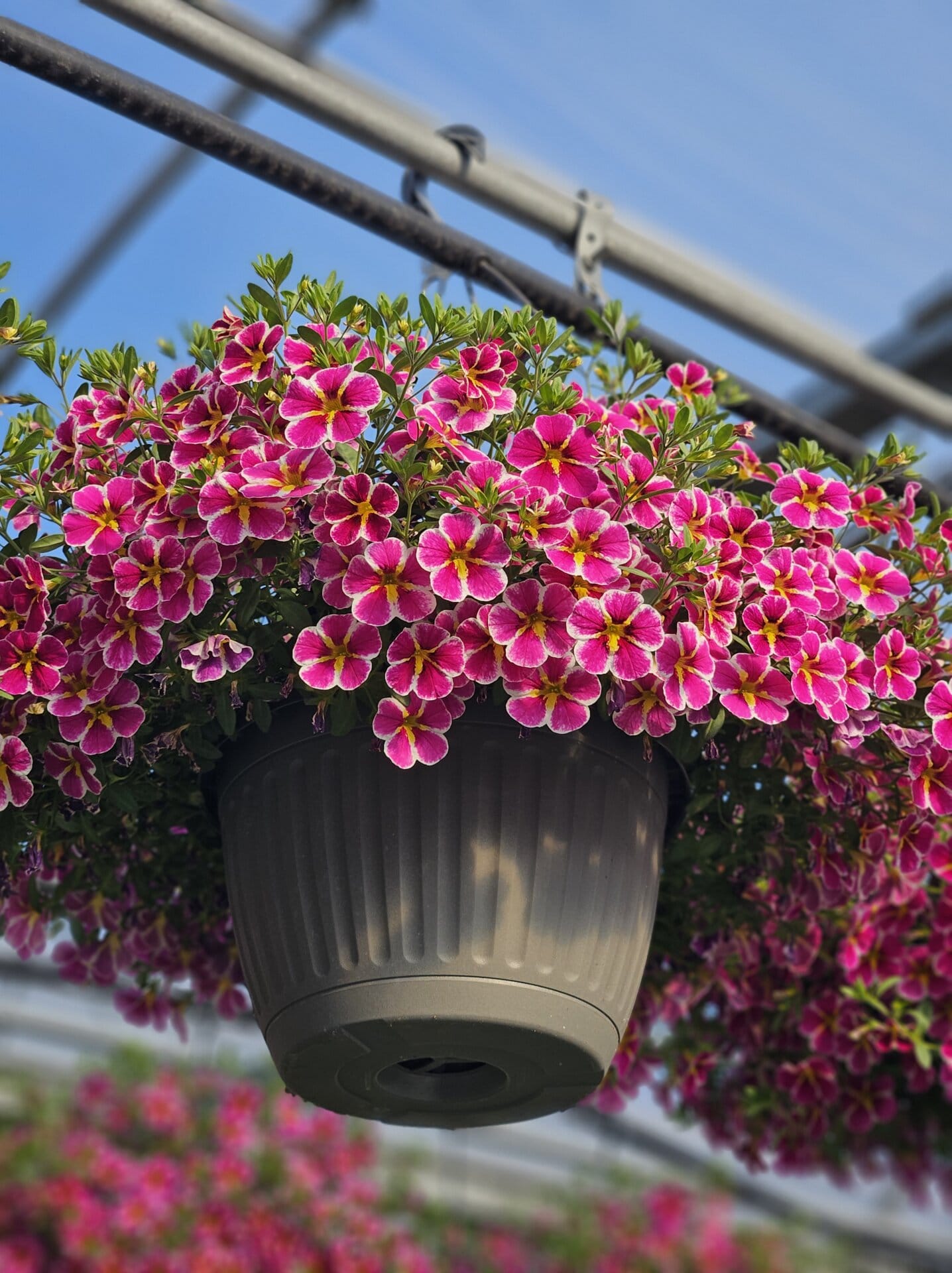 10in HB Calibrachoa Cha-Cha Electric Pink | Quality Greenhouses ...