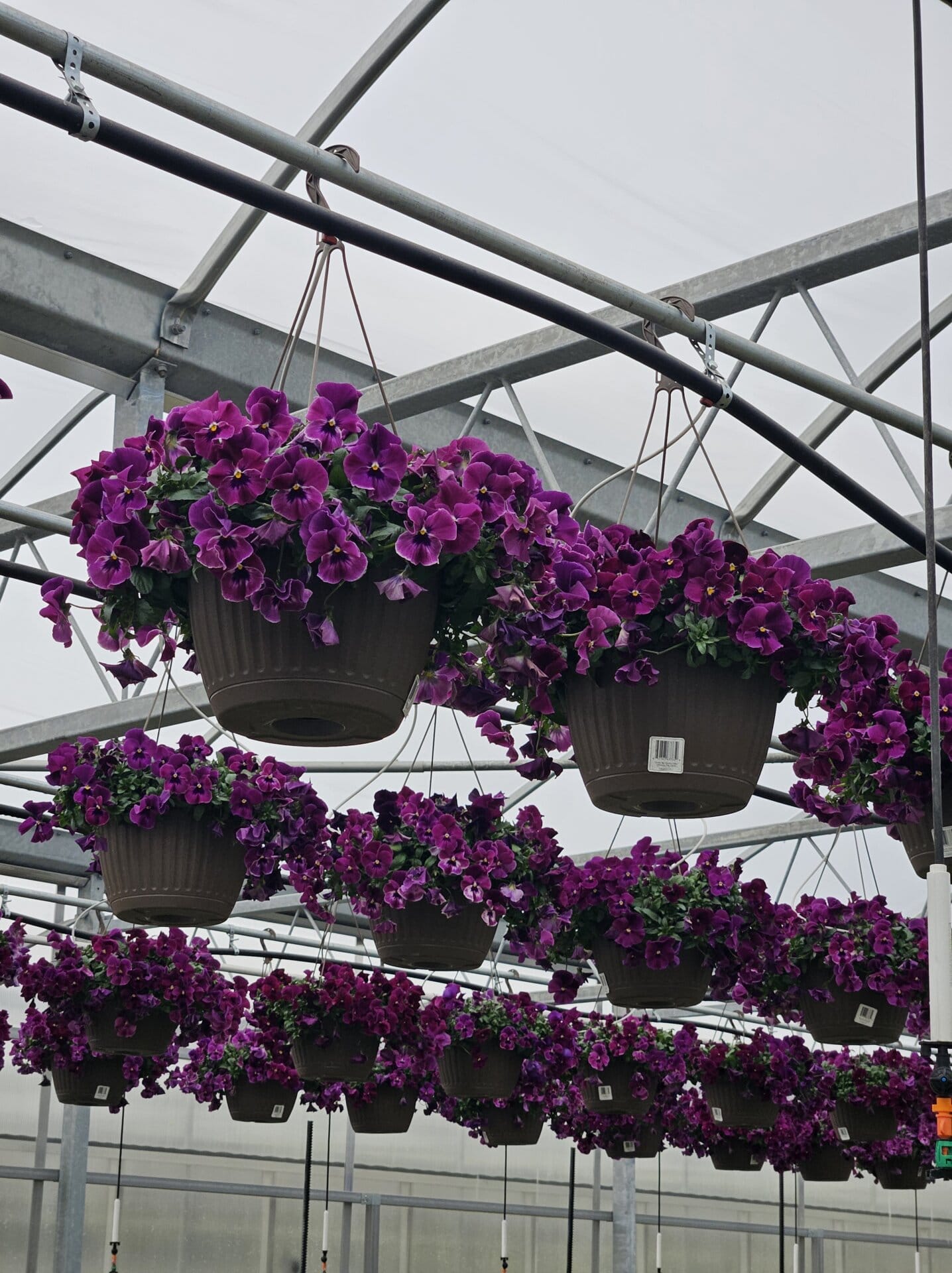 10in HB Pansy Cool Wave Raspberry | Quality Greenhouses & Perennial ...