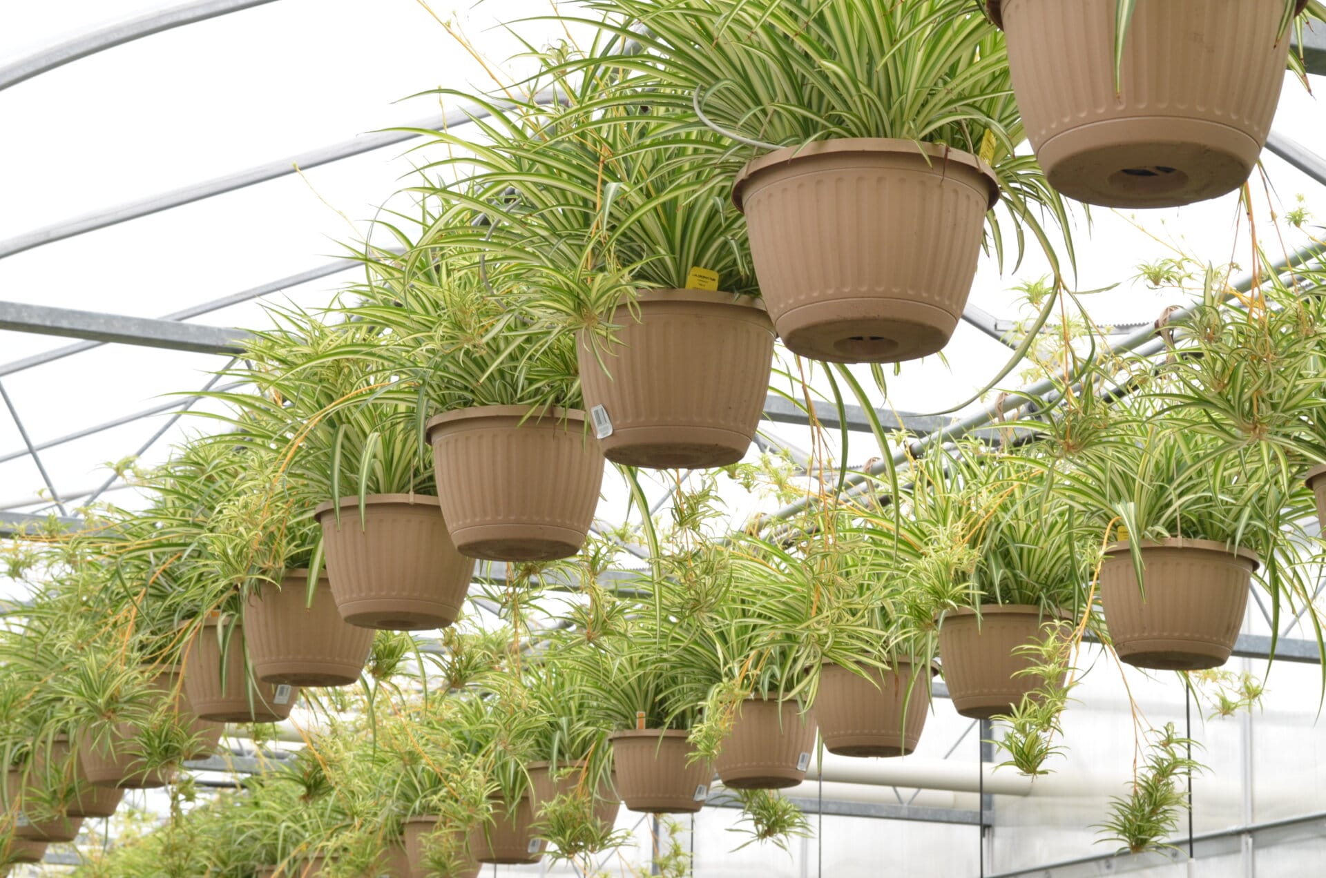 10in HB Spider Plant Maria | Quality Greenhouses & Perennial Farm Inc ...