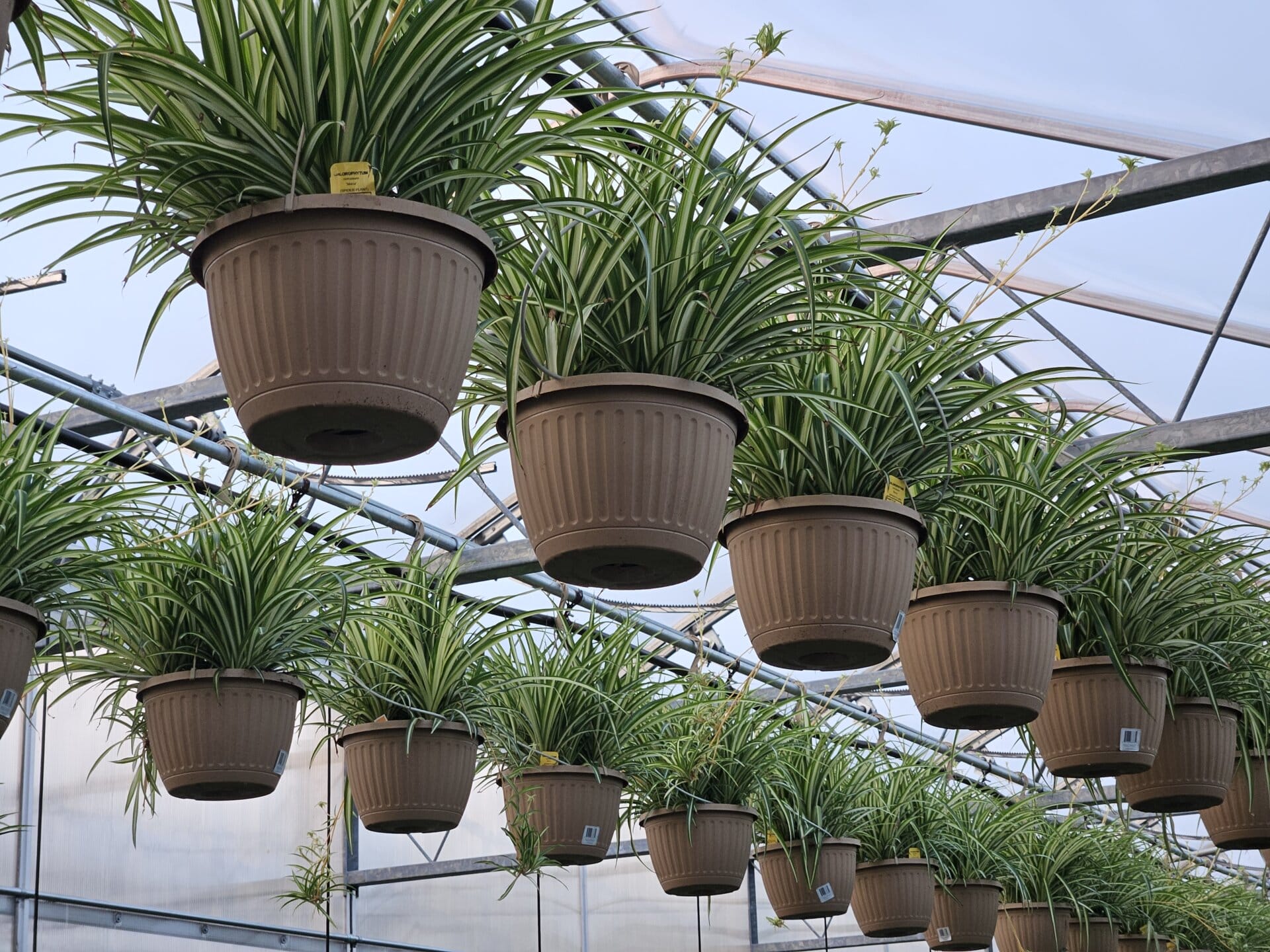 10in HB Spider Plant Maria2 | Quality Greenhouses & Perennial Farm Inc ...