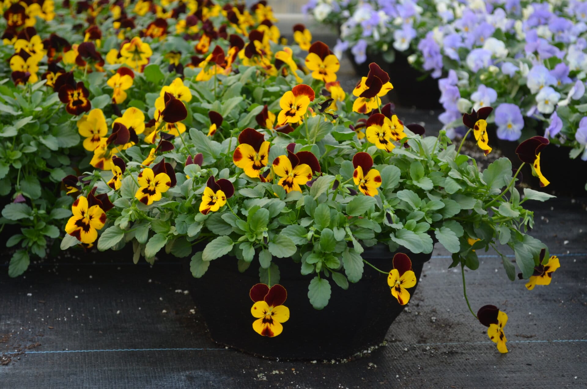 12in Hex Bowl Pansy Cool Wave Fire | Quality Greenhouses & Perennial ...