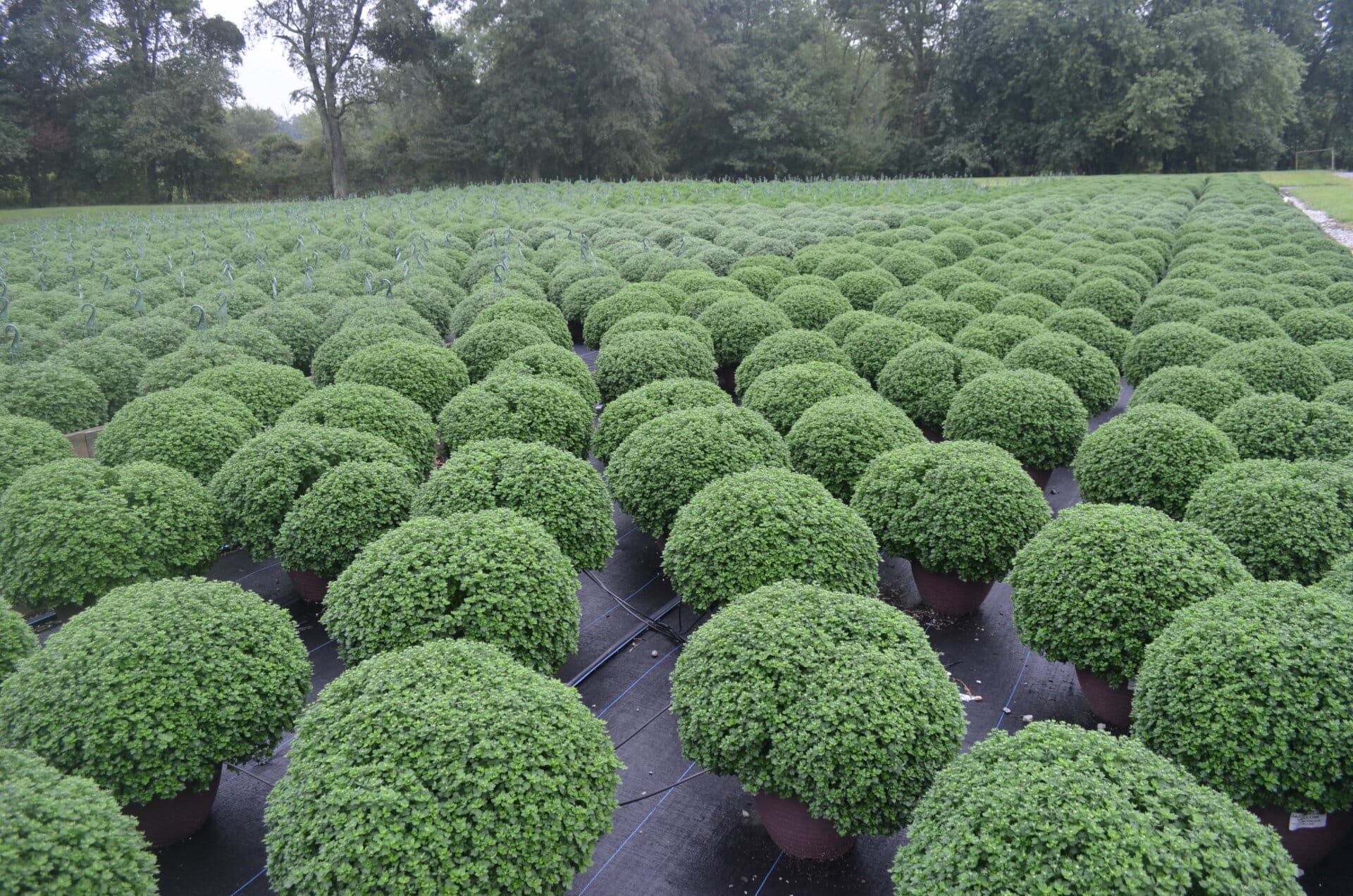 12in Mums Overview | Quality Greenhouses & Perennial Farm Inc.Home ...