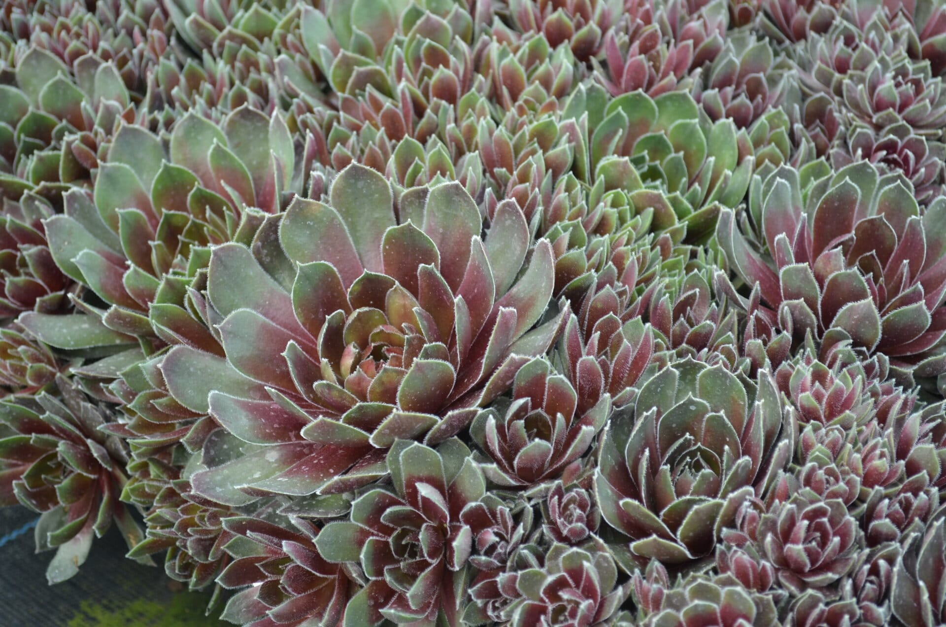 1Qt Sempervivum Ruby Heart | Quality Greenhouses & Perennial Farm Inc ...
