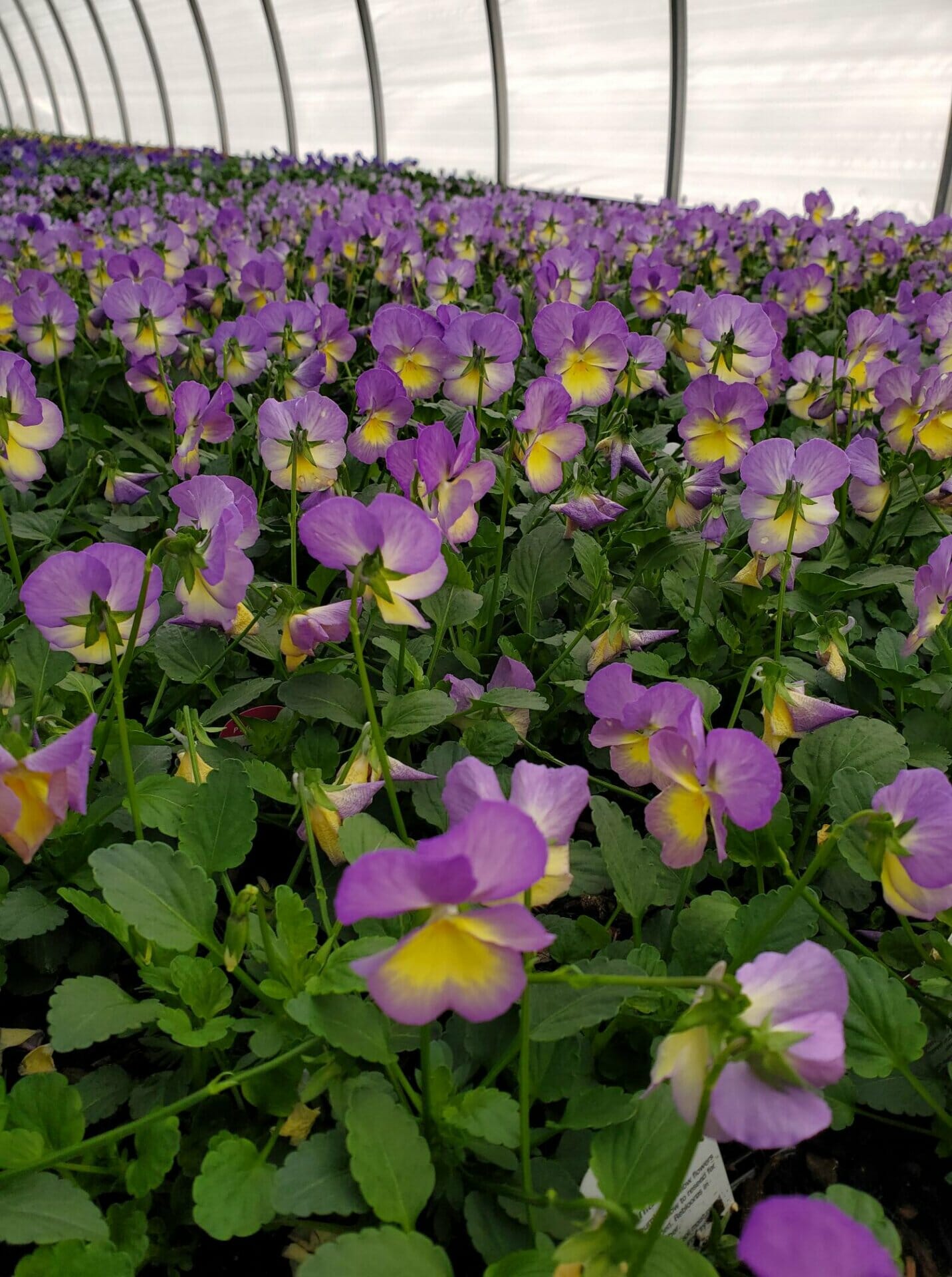 1qt Viola Starry Night | Quality Greenhouses & Perennial Farm Inc ...