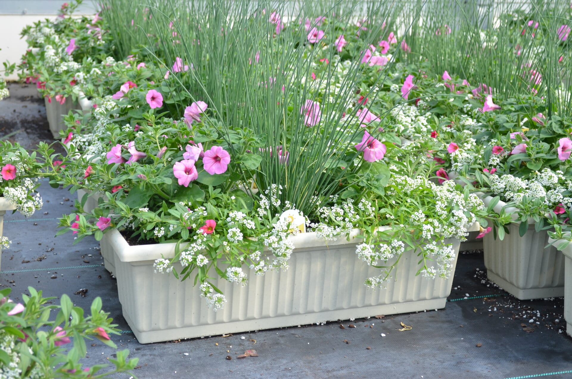 24in Window Box Mixed Sun Container | Quality Greenhouses & Perennial ...