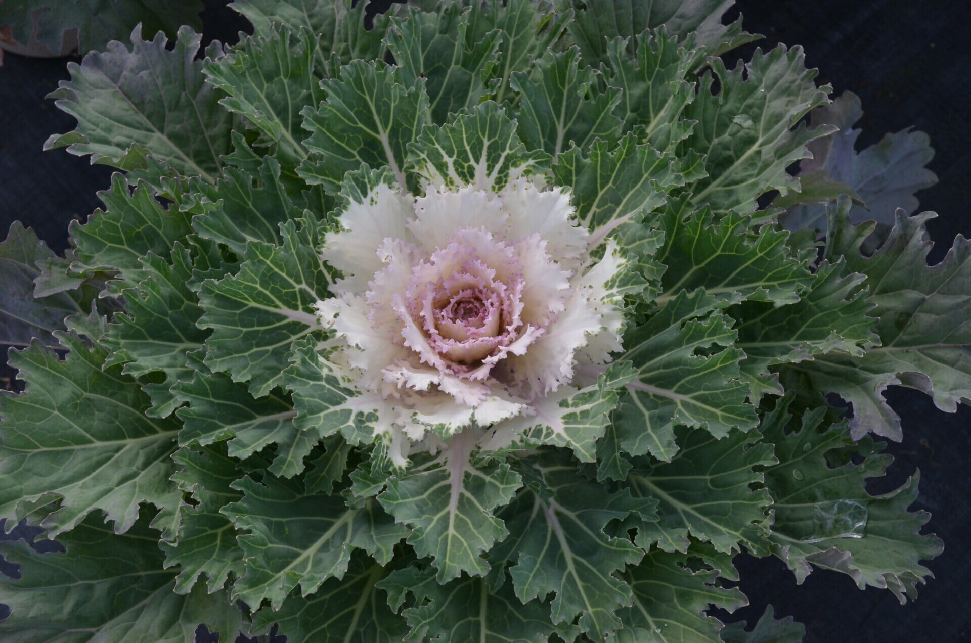 2gal Orn Kale Coral Prince2 | Quality Greenhouses & Perennial Farm Inc.Quality Greenhouses ...