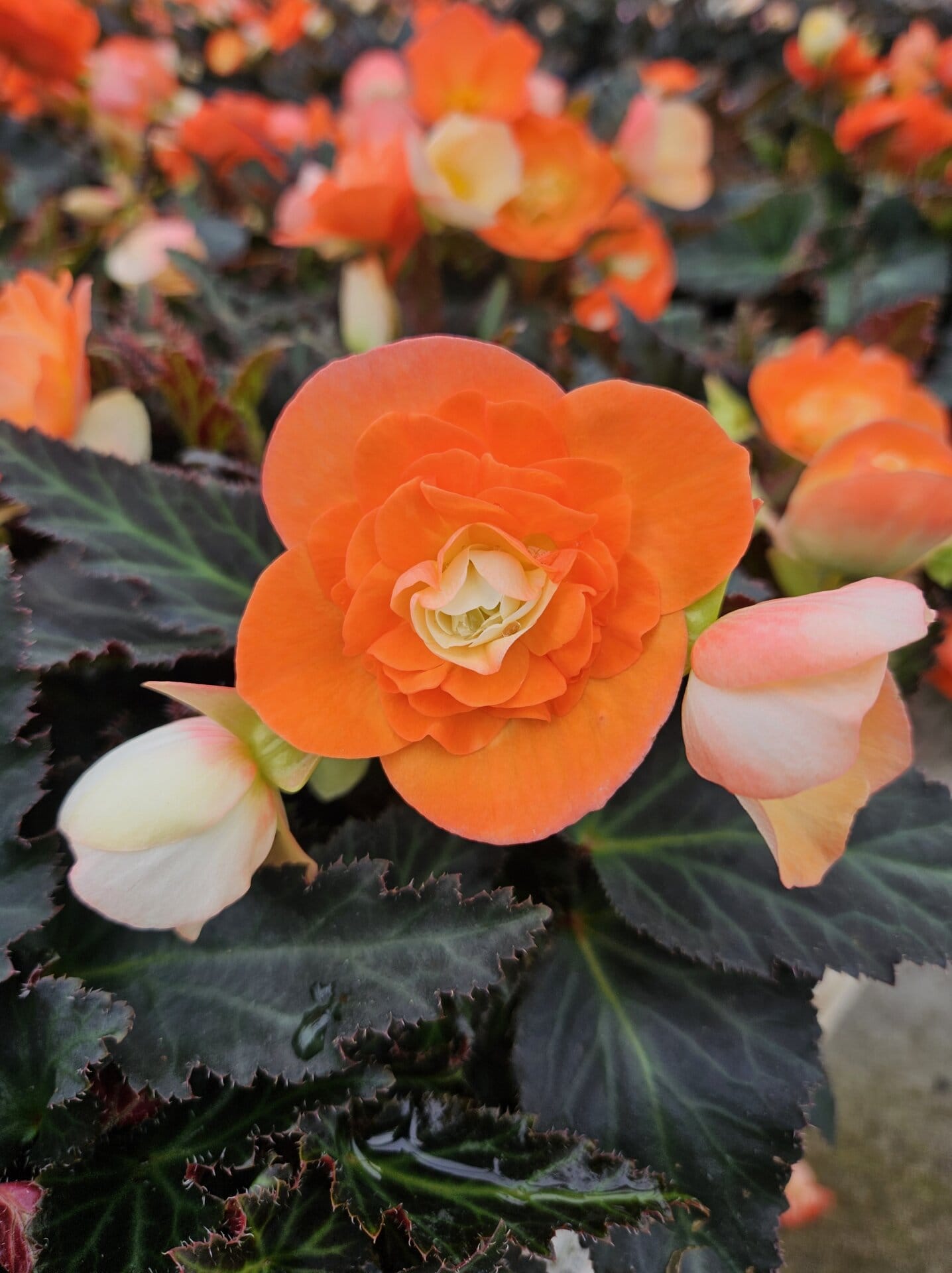 4.5in Begonia I’Conia First Kiss Saffron3 | Quality Greenhouses ...