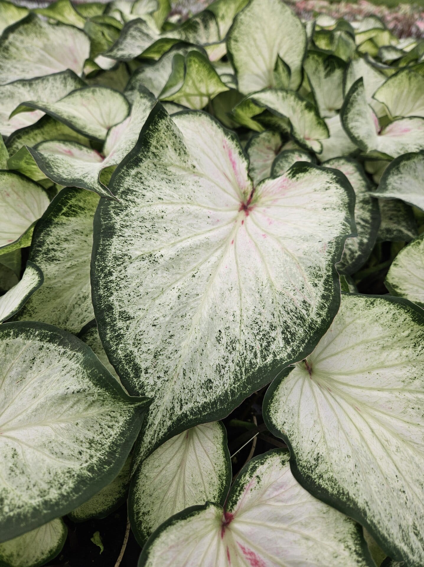4.5in Caladium White Dynasty | Quality Greenhouses & Perennial Farm Inc ...