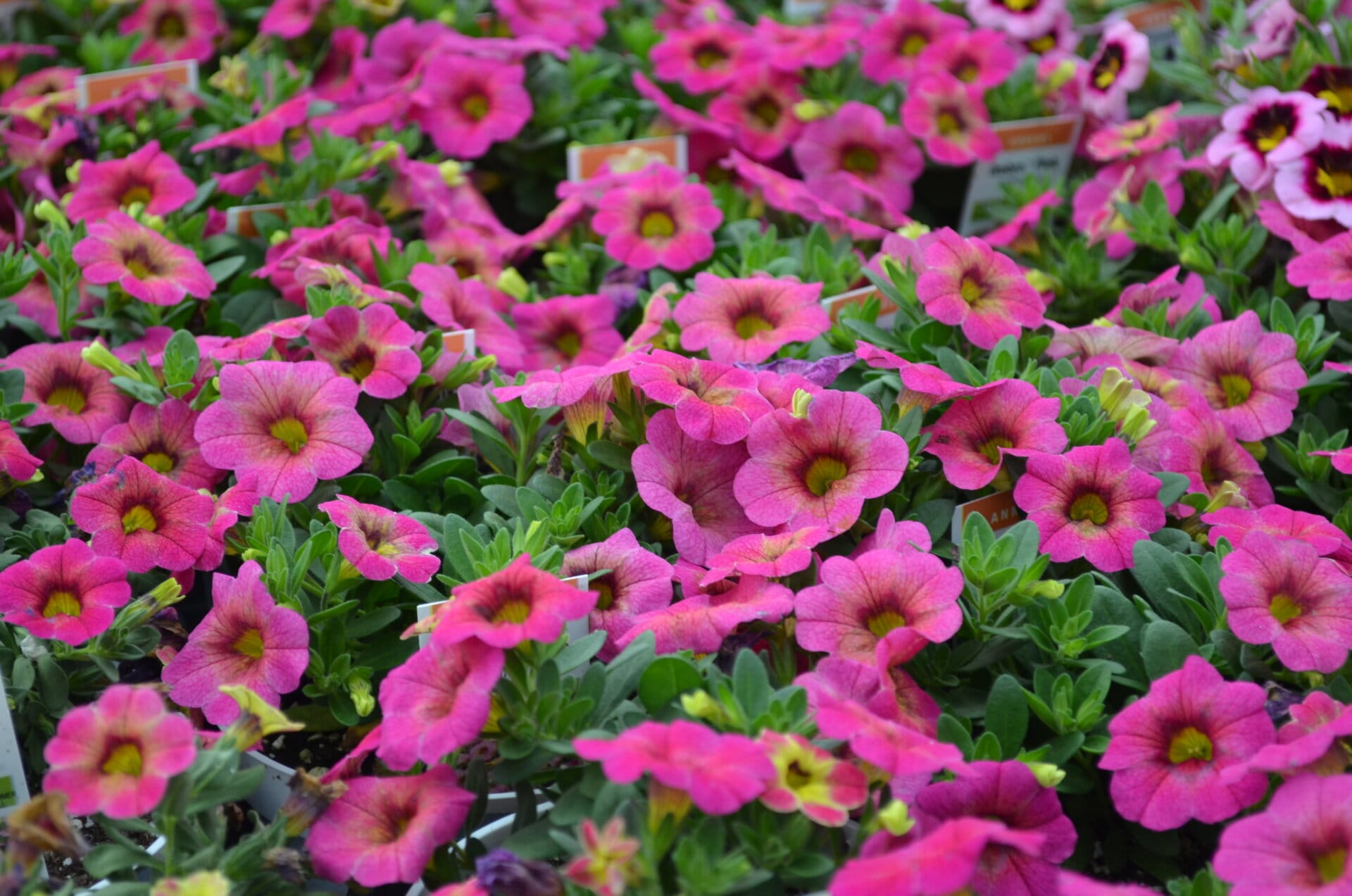 4.5in Calibrachoa Ombre Pink | Quality Greenhouses & Perennial Farm Inc ...