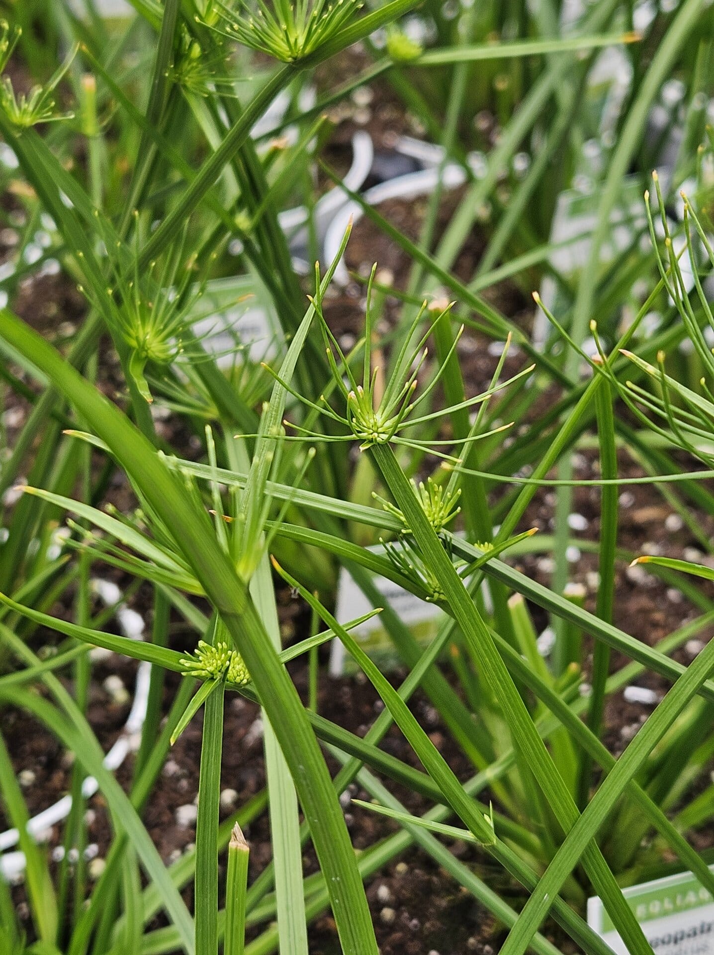 4.5in Cyperus Cleopatra | Quality Greenhouses & Perennial Farm Inc ...