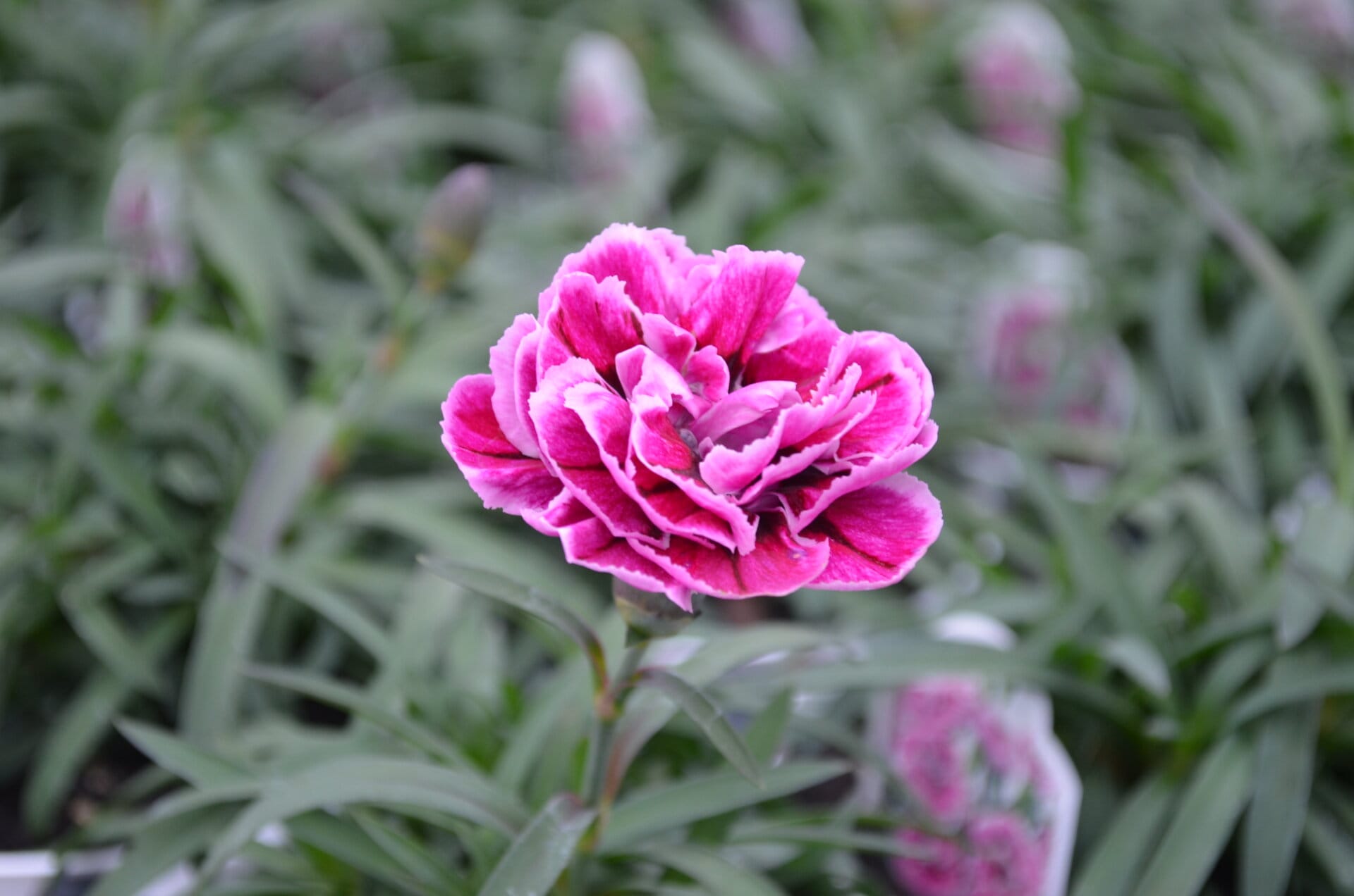 4.5in Dianthus Capitan Purple Frost | Quality Greenhouses & Perennial ...