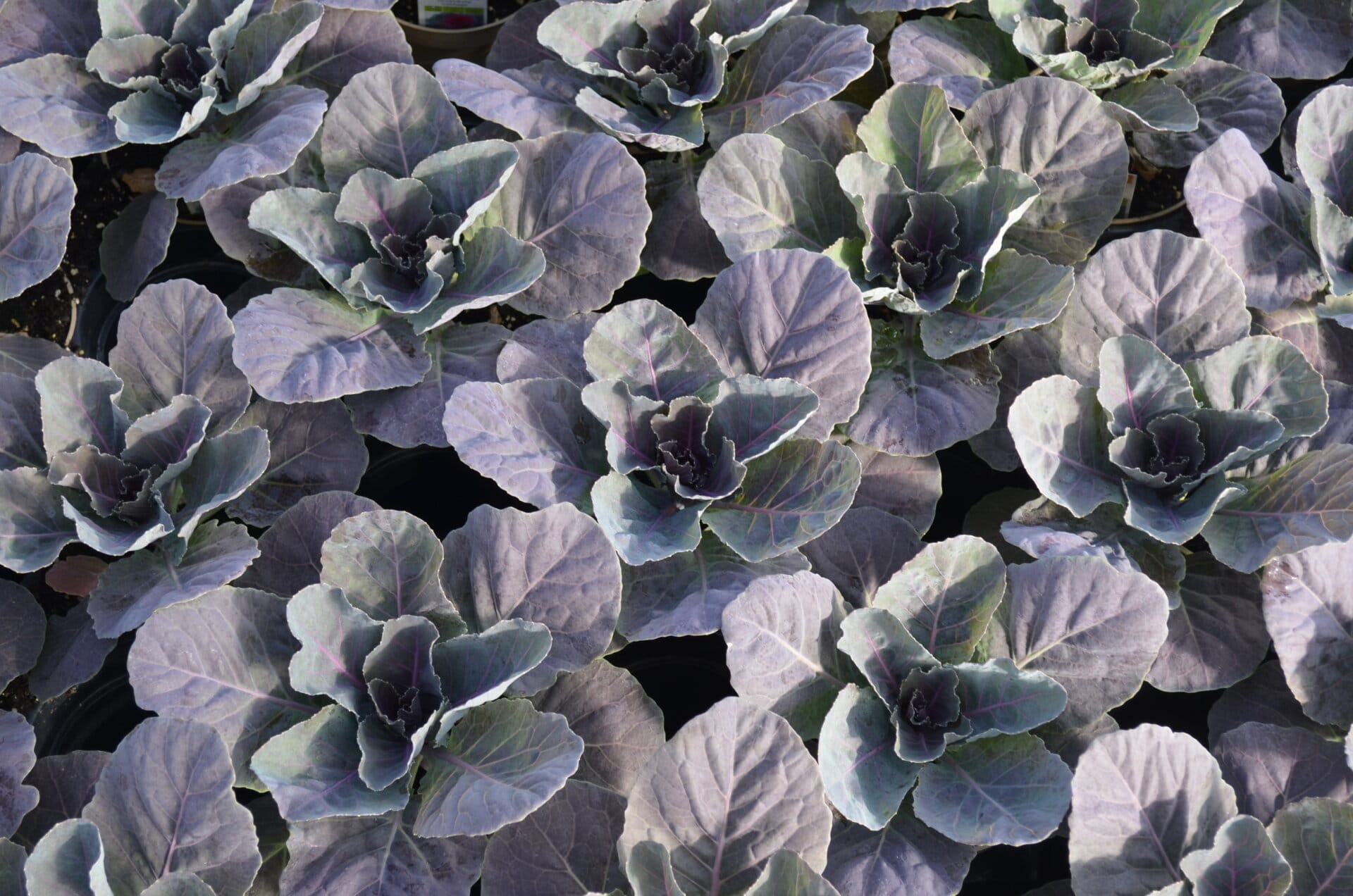 4.5in Orn Cabbage Color Up Red | Quality Greenhouses & Perennial Farm ...