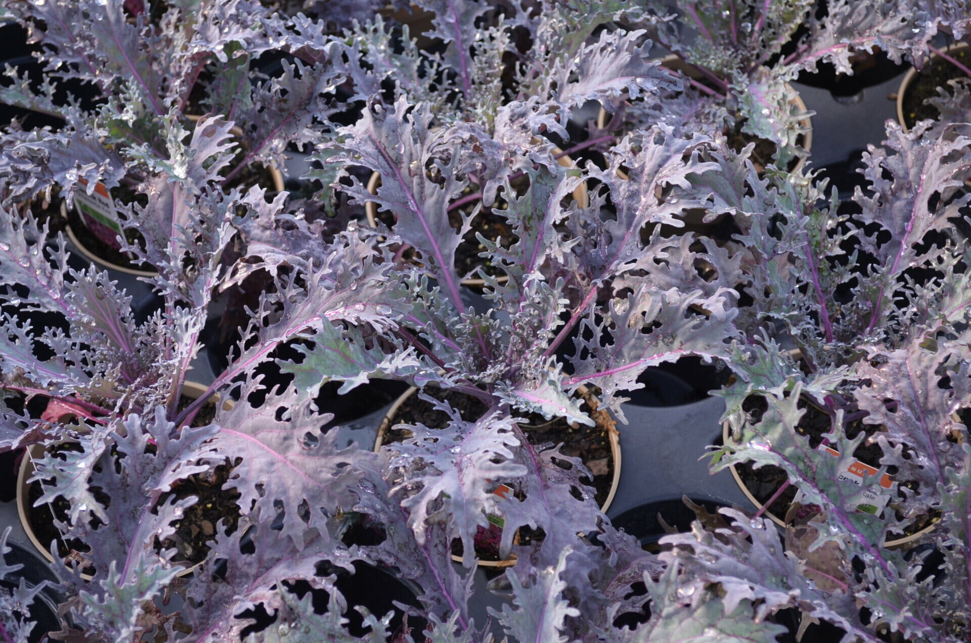 Home | Quality Greenhouses & Perennial Farm, Inc.Quality Greenhouses ...