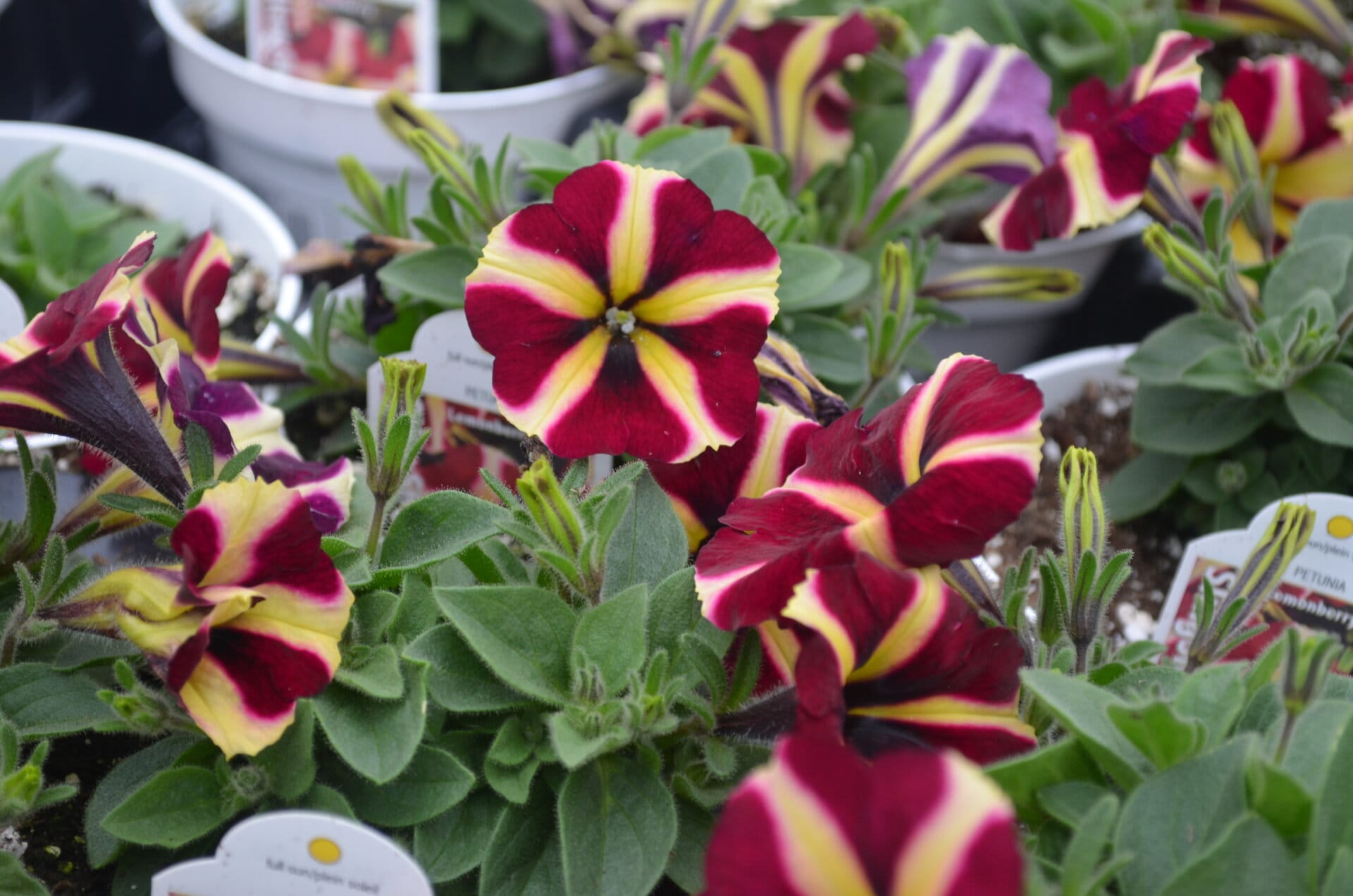 4.5in Petunia SlingShot Lemonberry | Quality Greenhouses & Perennial ...