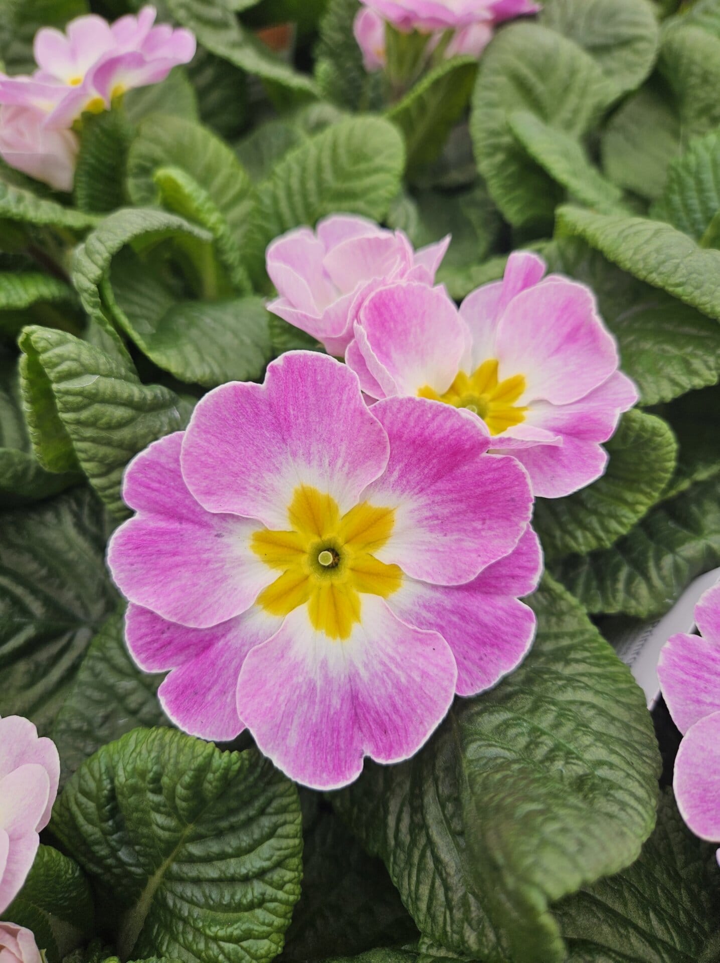 4.5in Primrose Danova Appleblossom Bicolor | Quality Greenhouses ...