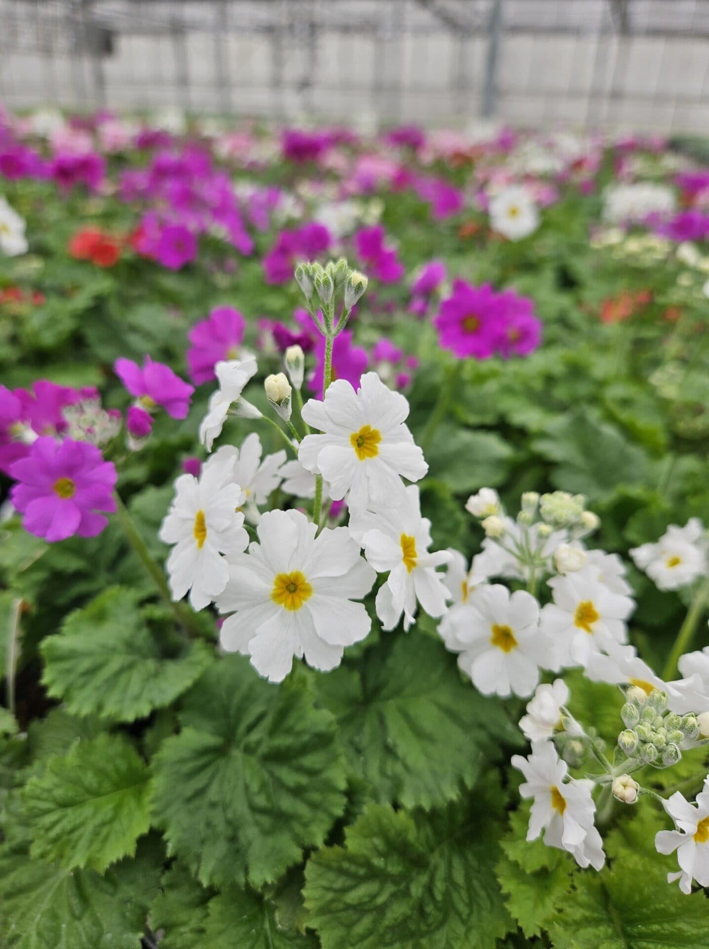 4.5in Primrose Prima Mix | Quality Greenhouses & Perennial Farm Inc ...