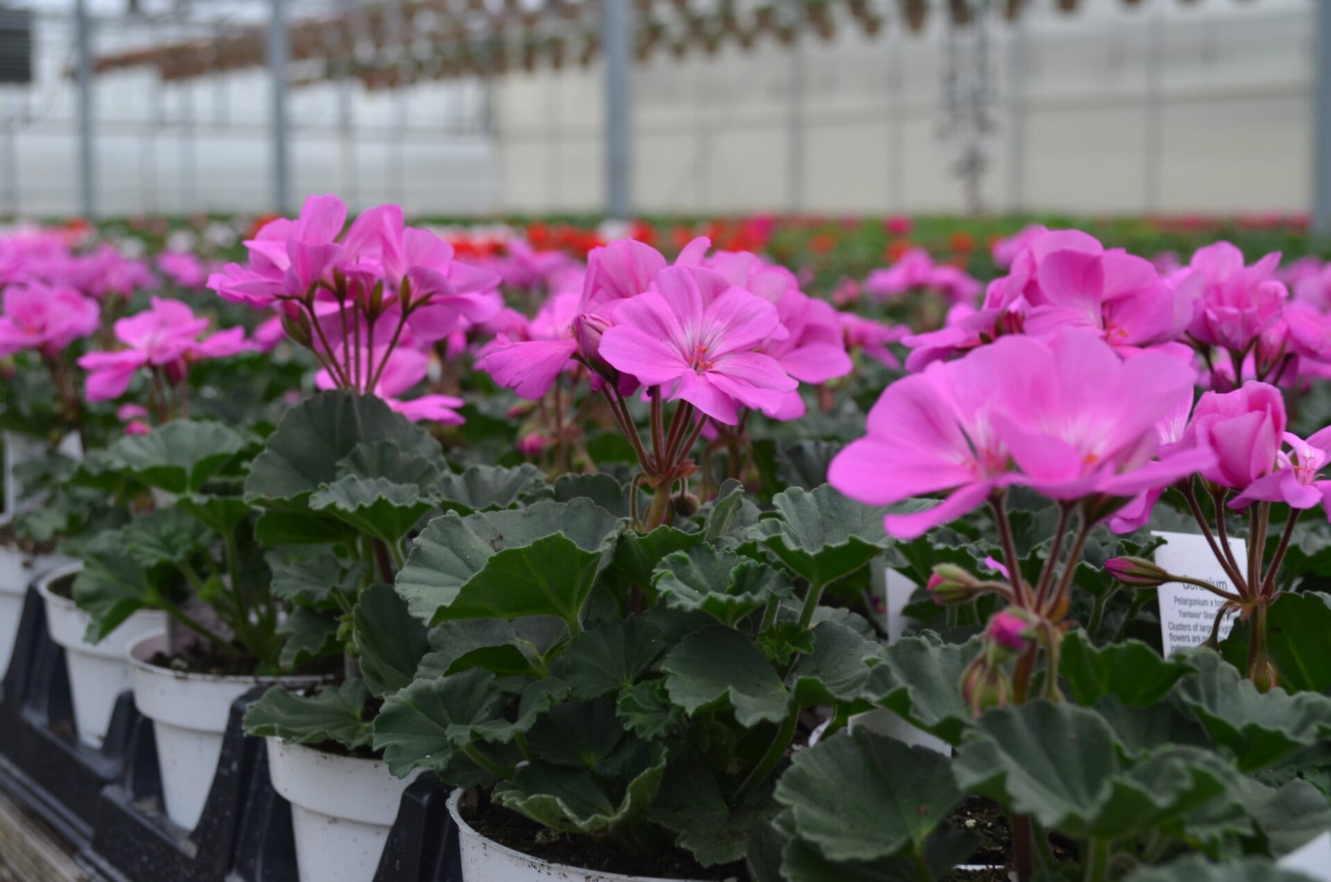 4.5in Zonal Geranium Fantasia Shocking Blue | Quality Greenhouses ...