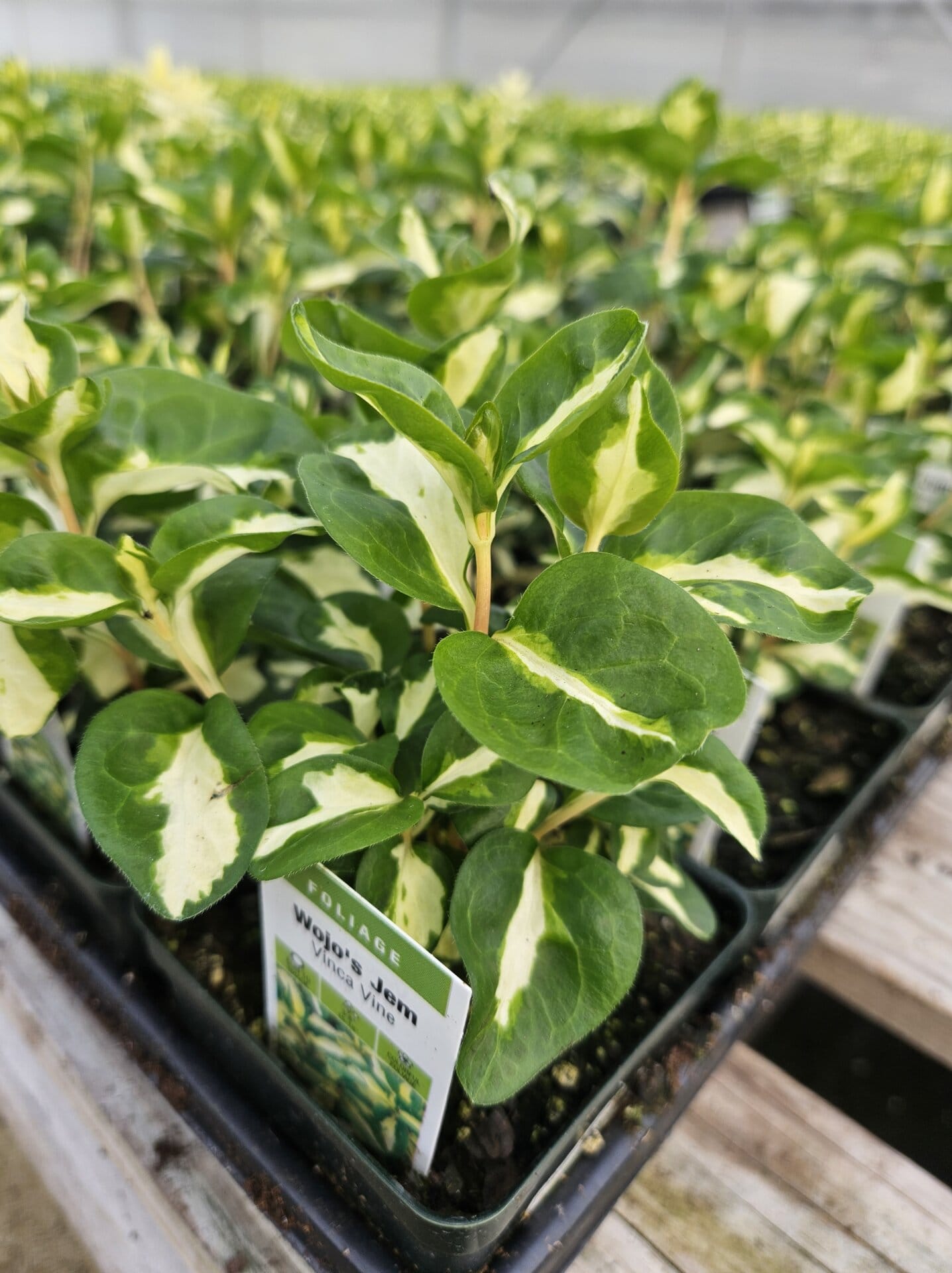 4in Vinca Wojo’s Jem | Quality Greenhouses & Perennial Farm Inc.Quality ...