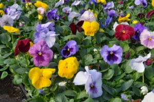 606 Pansy Delta Classic Monet Mix | Quality Greenhouses & Perennial ...