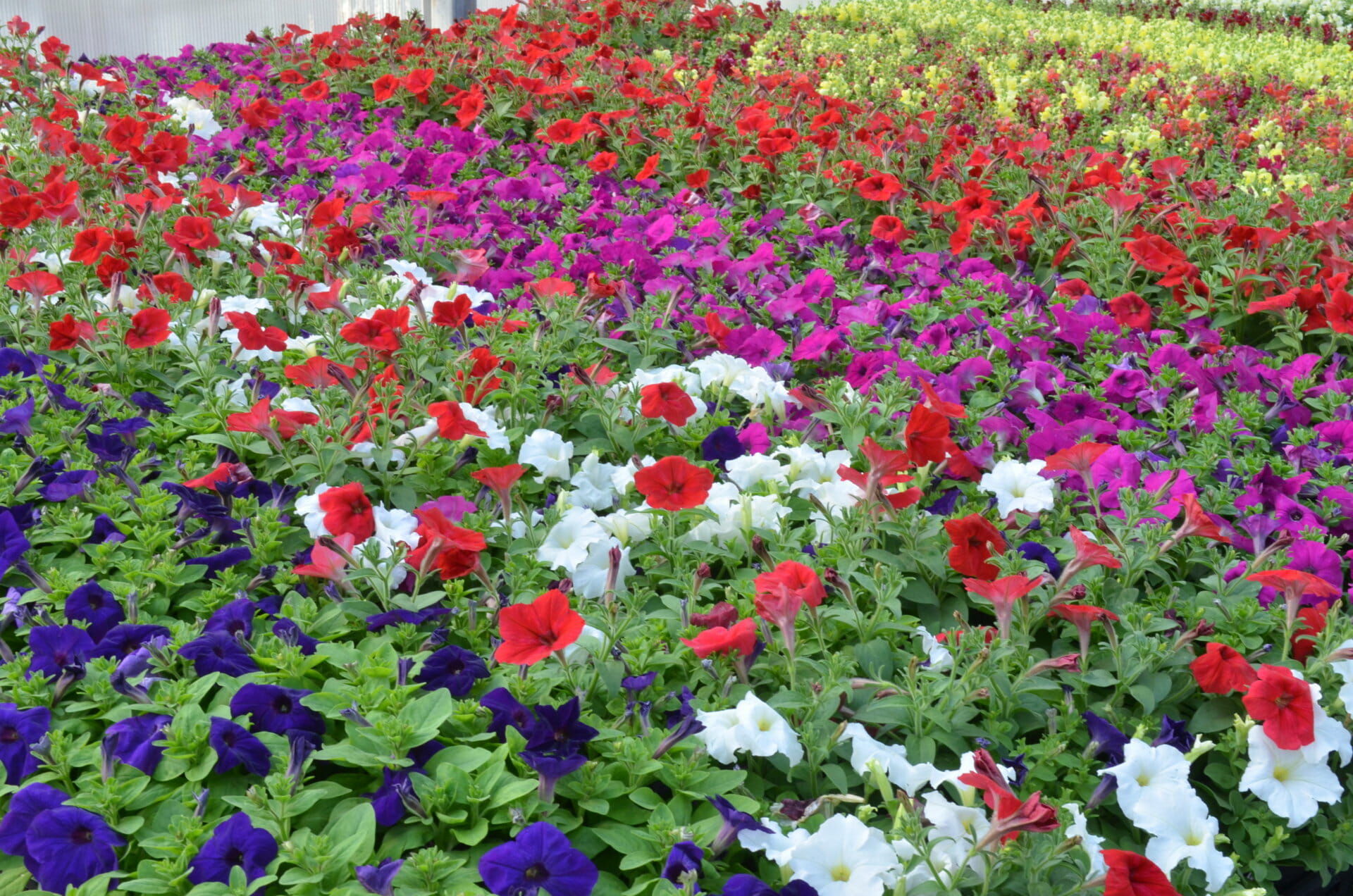 606 Petunia Pretty Flora & EZ Rider Series3 | Quality Greenhouses ...