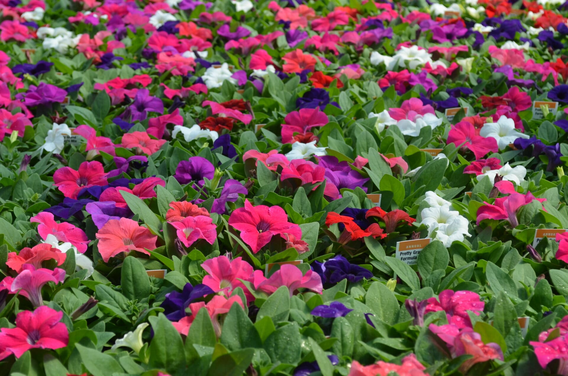 606 Petunia Pretty Grand Formula Mix | Quality Greenhouses & Perennial ...