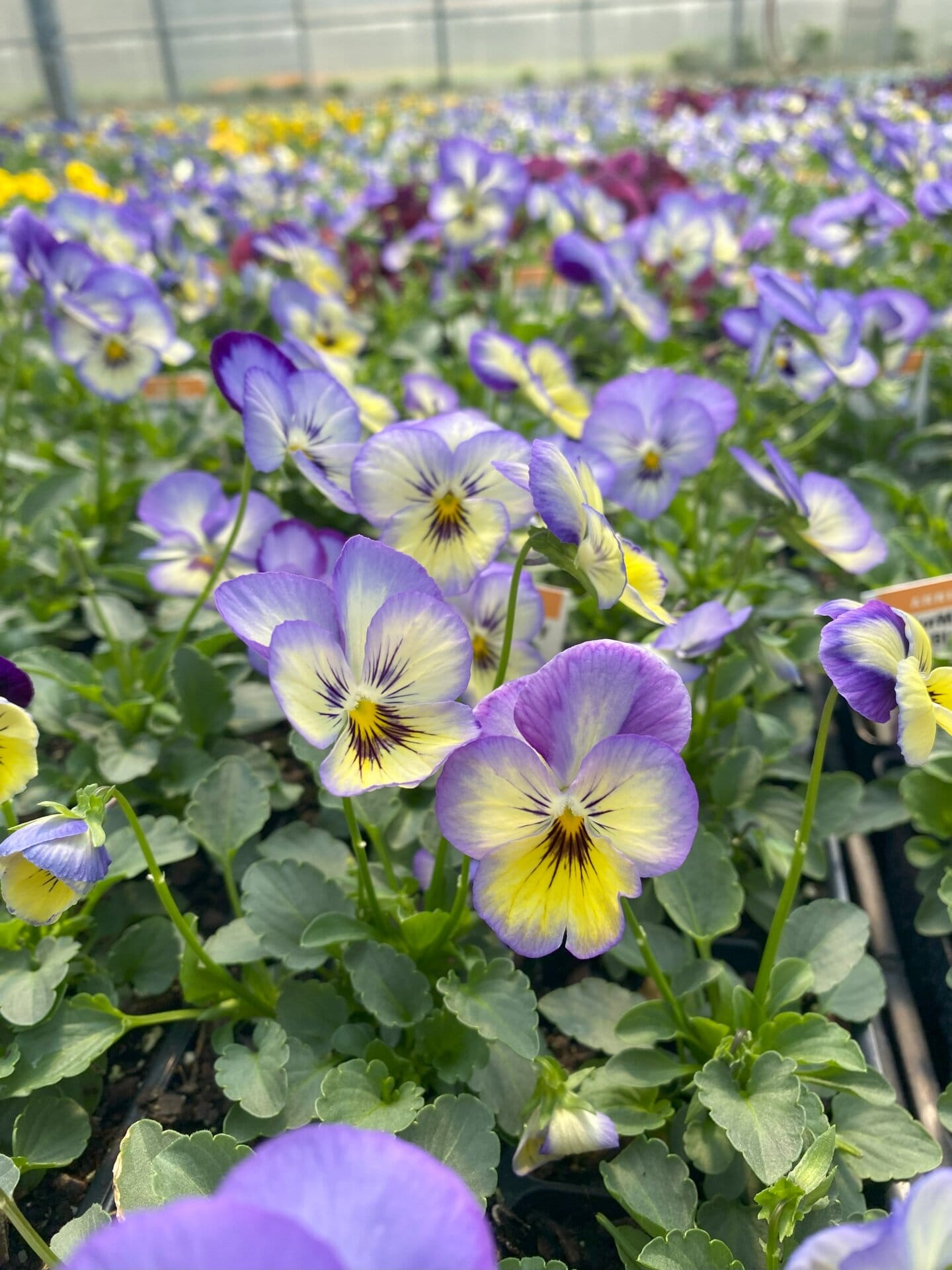 606 Viola ColorMax Icy Blue | Quality Greenhouses & Perennial Farm Inc ...
