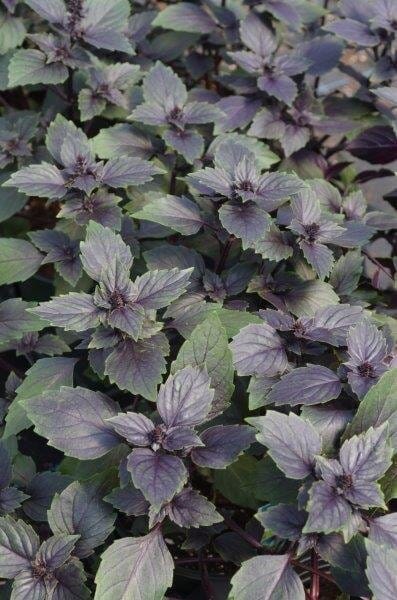 6in Basil Wild Magic | Quality Greenhouses & Perennial Farm Inc.Quality ...