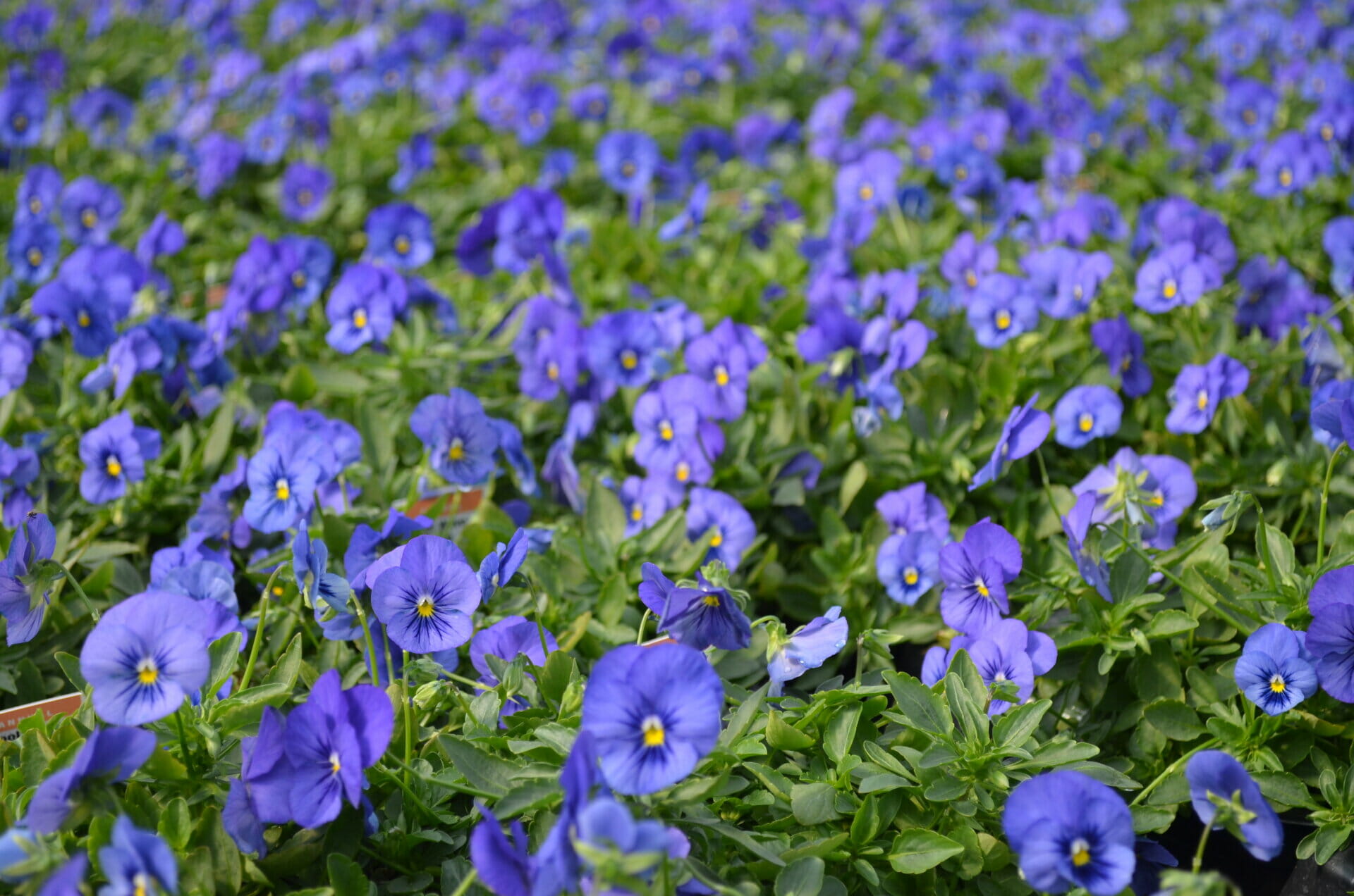 6in Pansy Cool Wave Blue | Quality Greenhouses & Perennial Farm Inc ...
