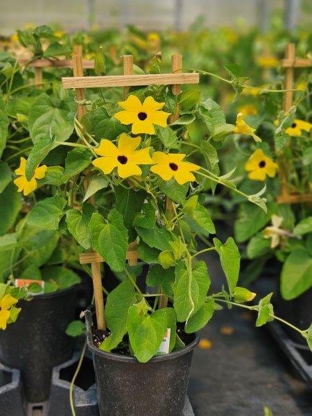 6in Stadium Thunbergia Sunny Lemon Star | Quality Greenhouses ...