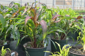 9in Millet Purple Baron | Quality Greenhouses & Perennial Farm Inc ...
