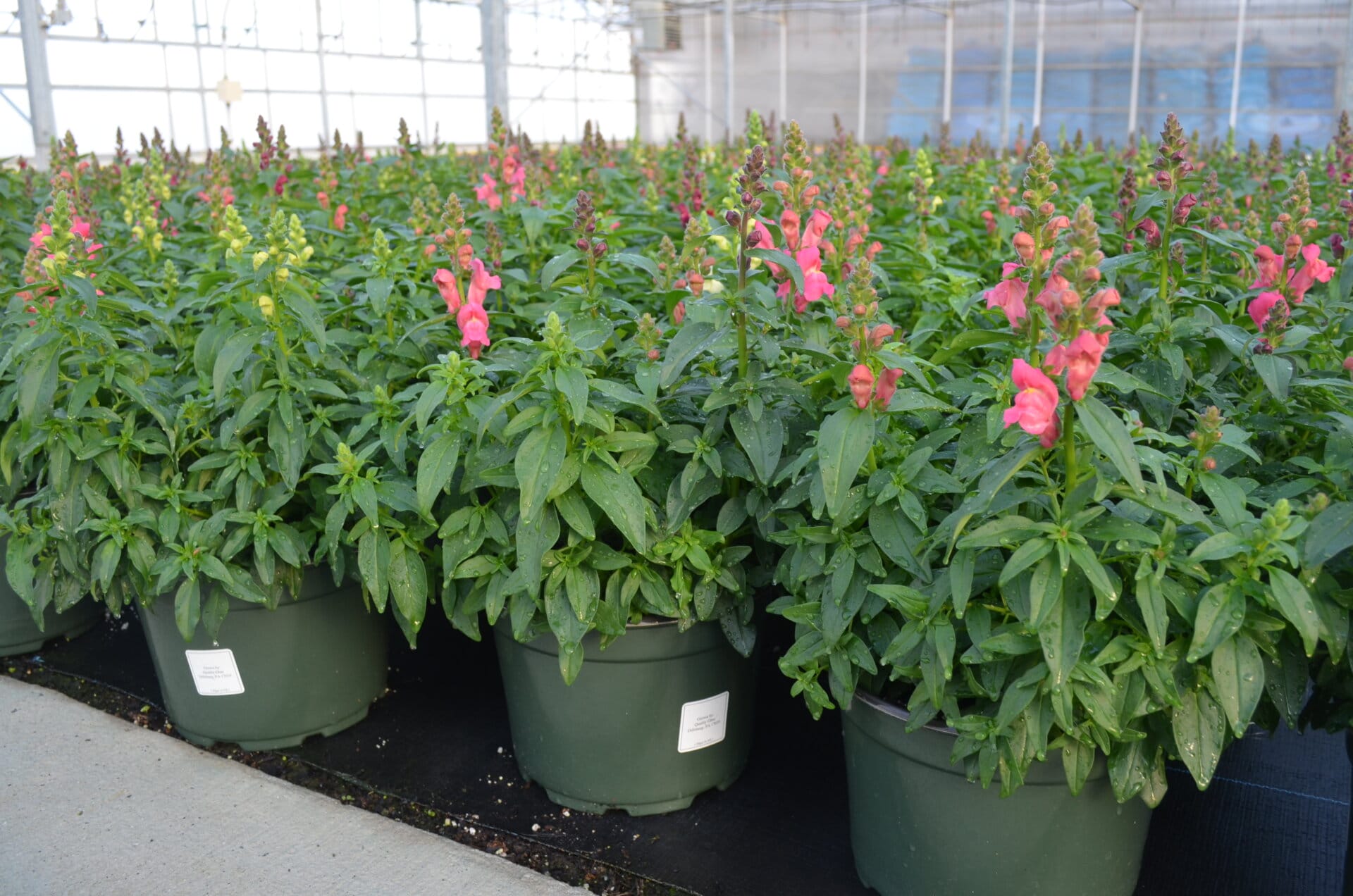 9in Snapdragon Candy Tops Mix | Quality Greenhouses & Perennial Farm ...