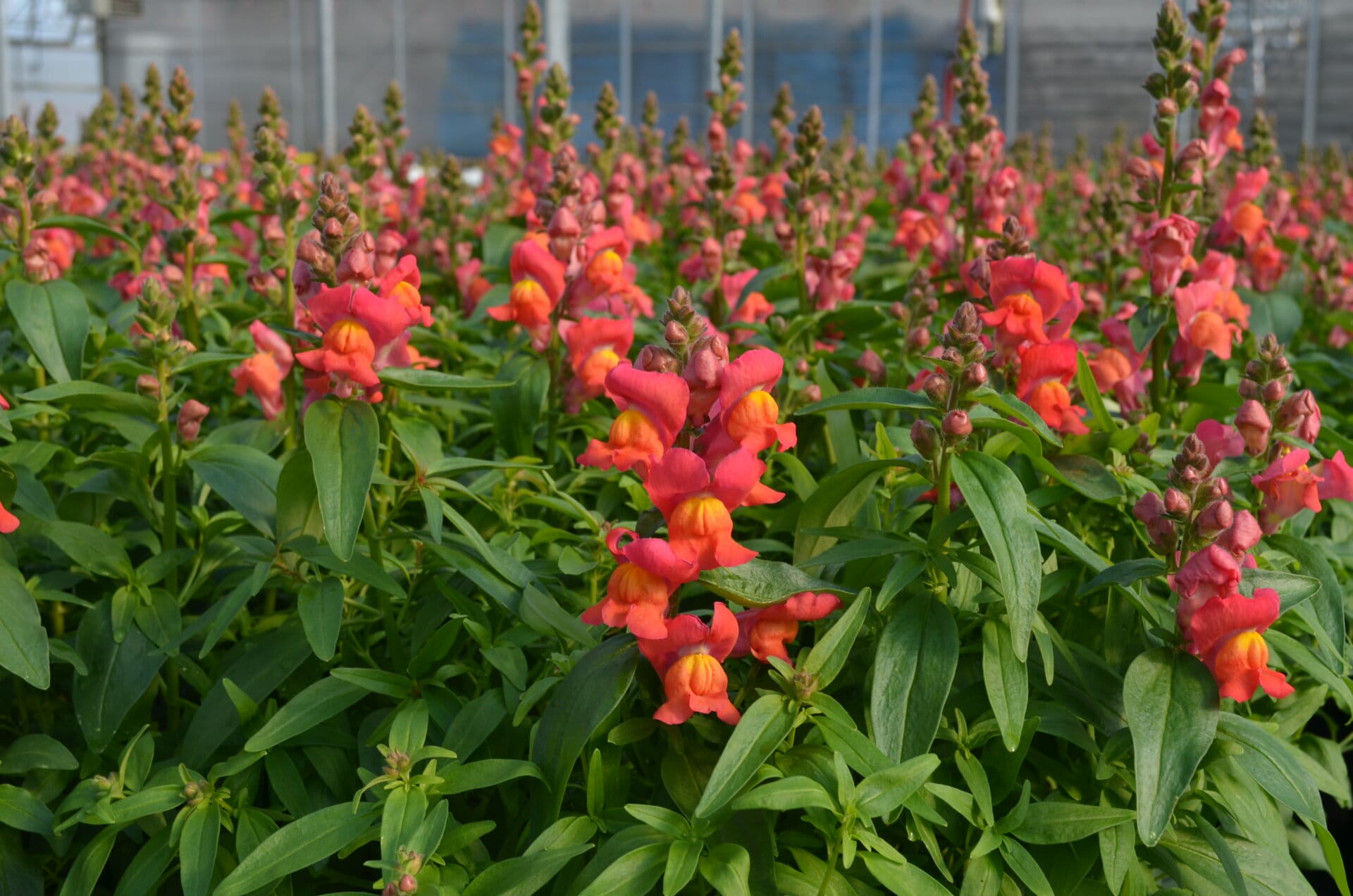 9in Snapdragon Snaptini Sunglow | Quality Greenhouses & Perennial Farm ...