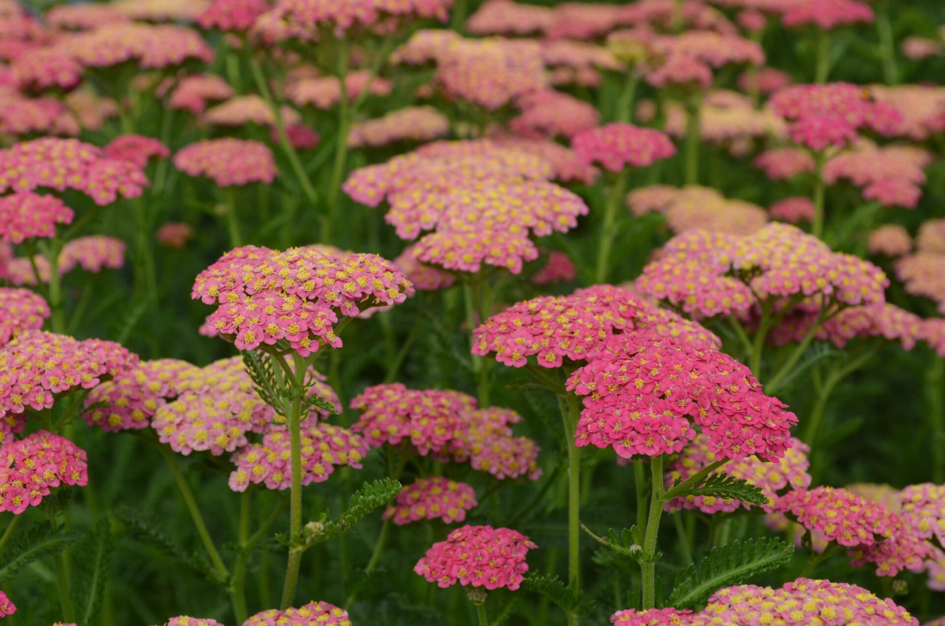 Achillea Skysail Bright Pink | Quality Greenhouses & Perennial Farm Inc ...