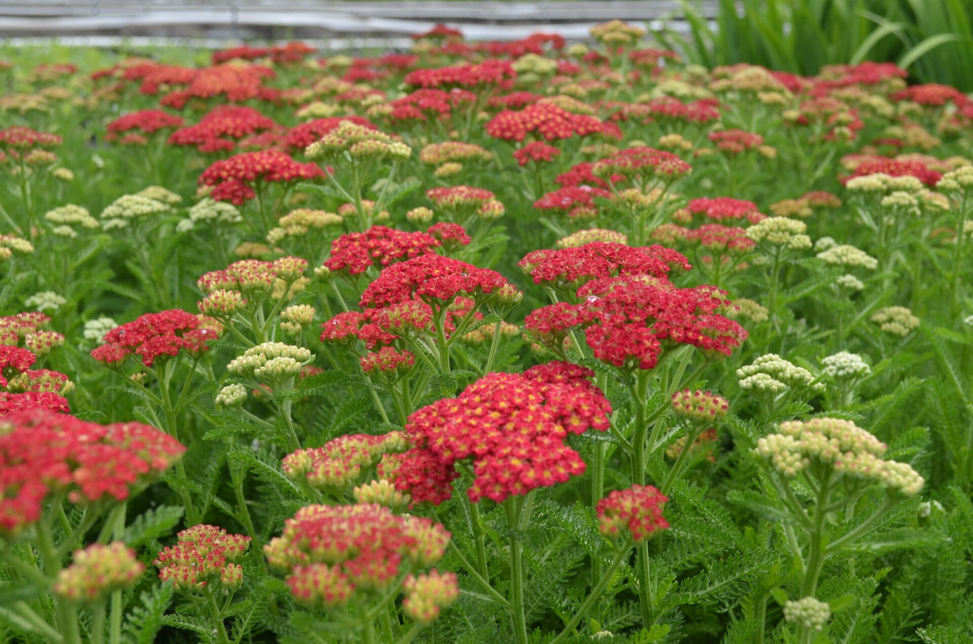Achillea Skysail Fire | Quality Greenhouses & Perennial Farm Inc ...