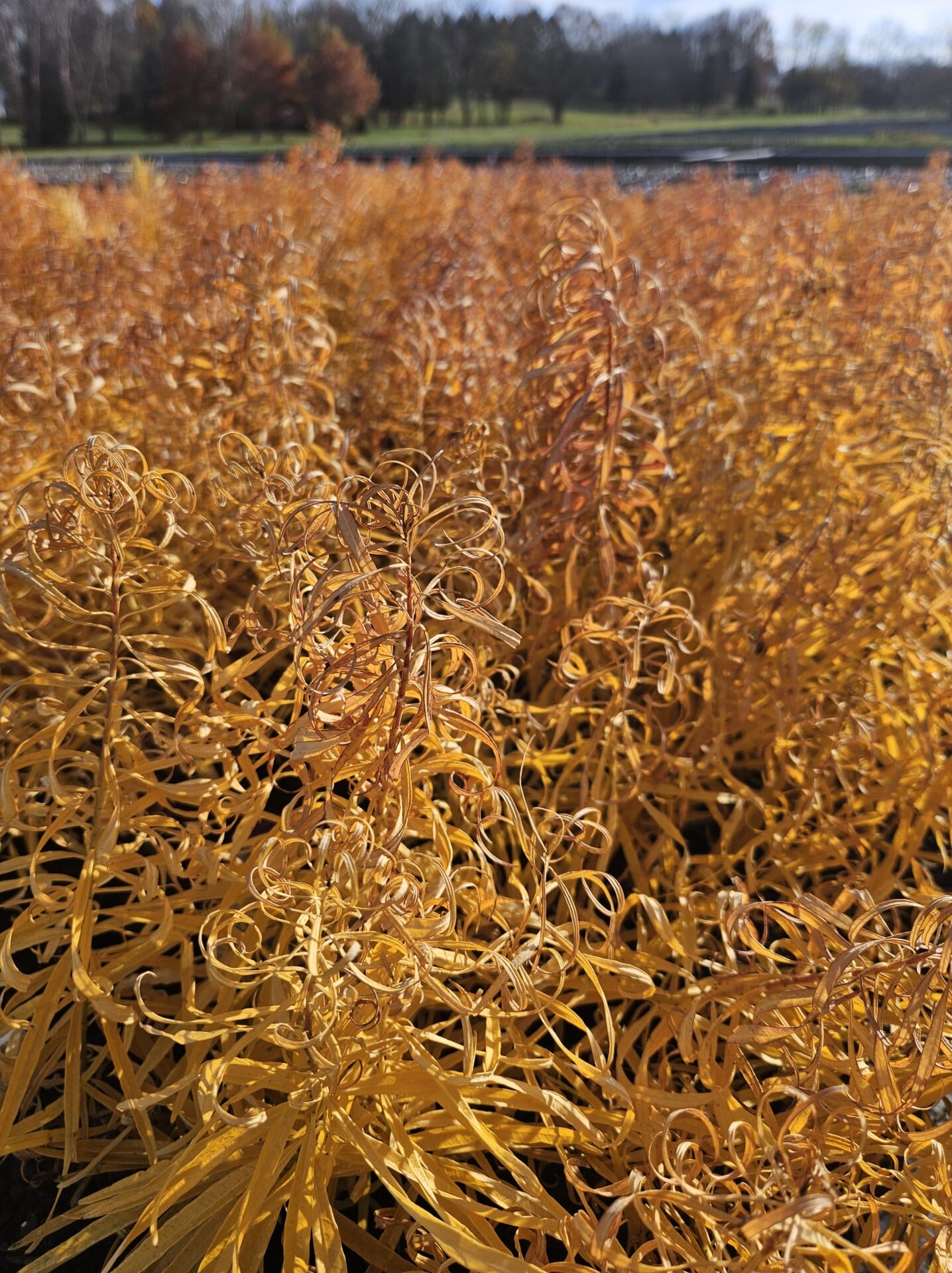 Amsonia Butterscotch | Quality Greenhouses & Perennial Farm Inc.Home ...