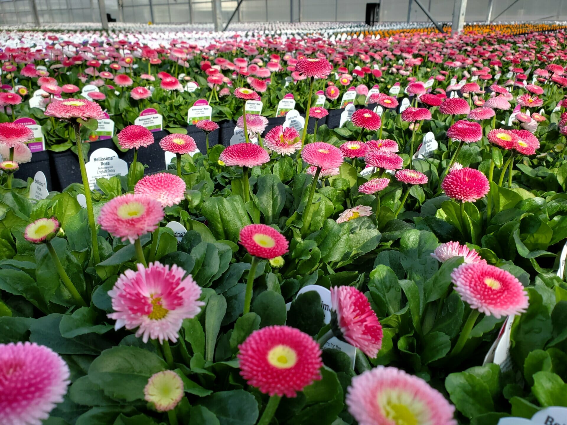 Bellis Bellissima Rose 1qt | Quality Greenhouses & Perennial Farm Inc ...