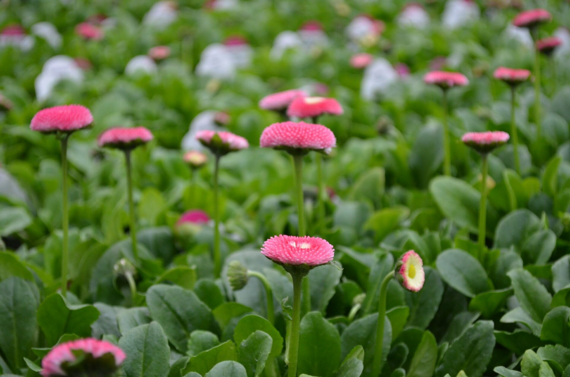 Bellis Bellissima Rose | Quality Greenhouses & Perennial Farm Inc.Home ...