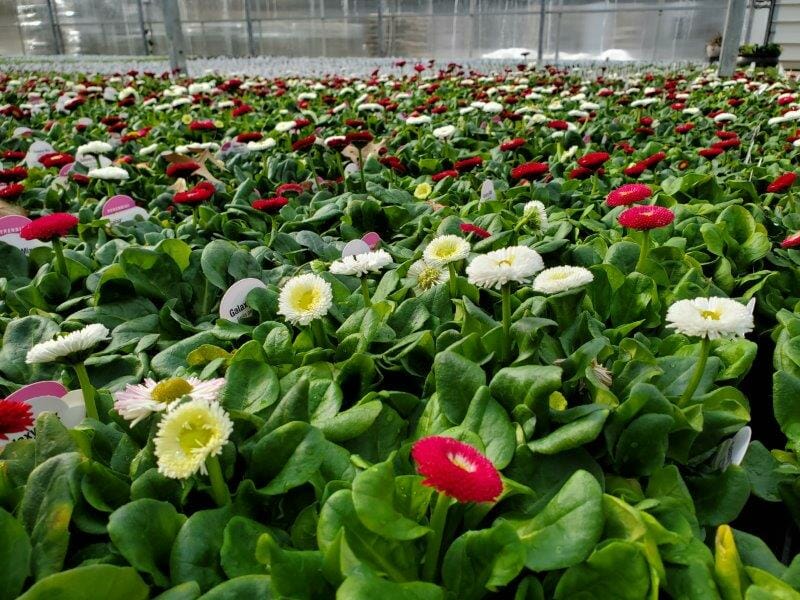 Bellis Galaxy Mix 1qt | Quality Greenhouses & Perennial Farm Inc.Home ...