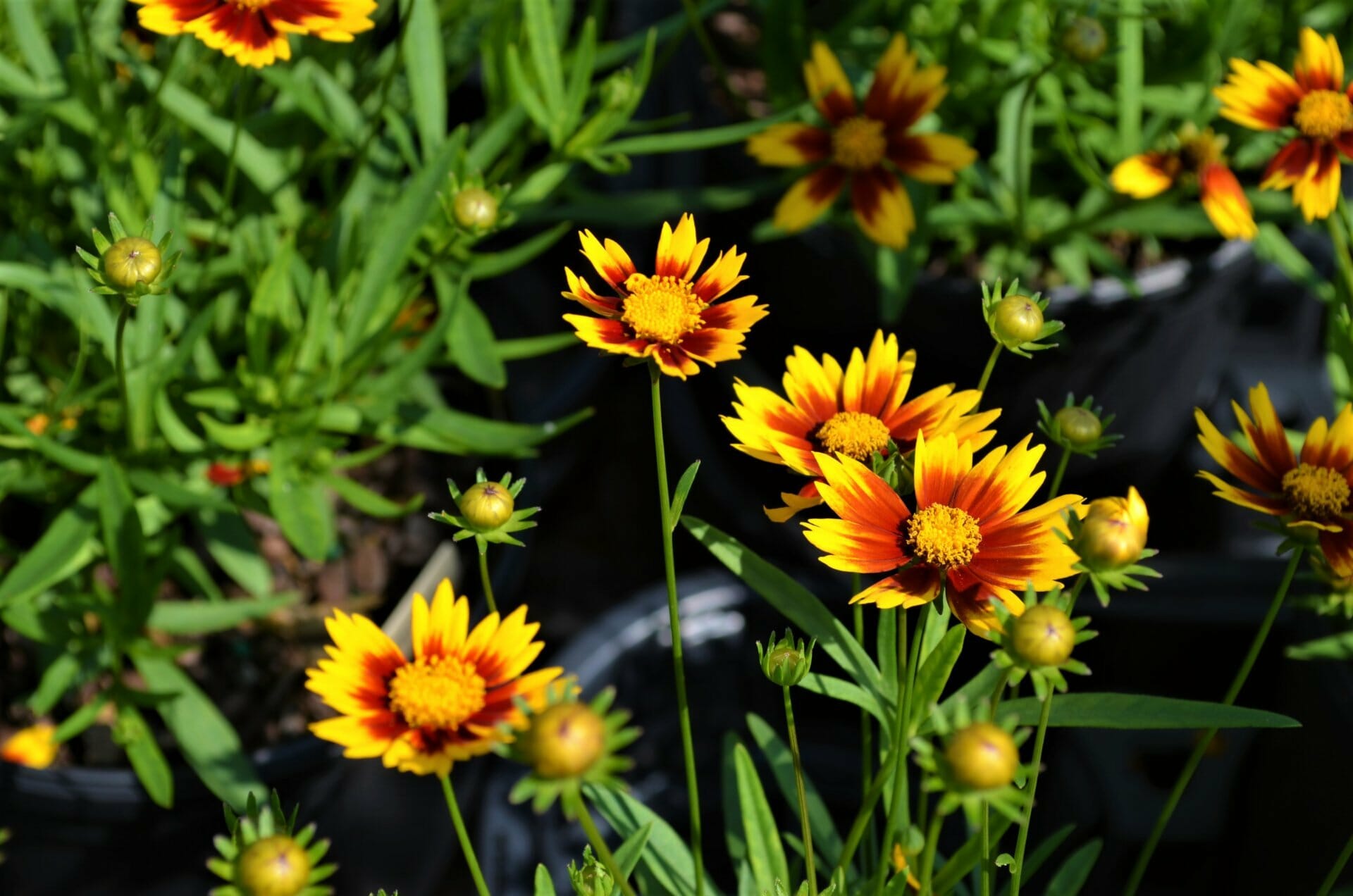 COREOPSIS Li’l Bang Daybreak 2 | Quality Greenhouses & Perennial Farm ...