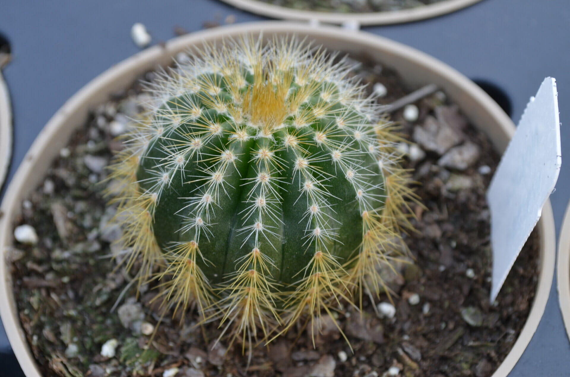Cactus Notocactus warasii | Quality Greenhouses & Perennial Farm Inc ...