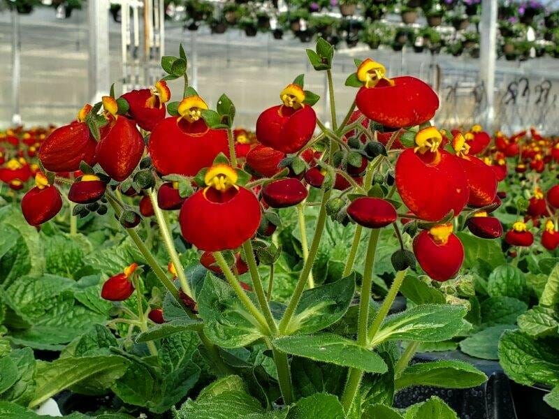 Calceolaria Calynopsis Red2 | Quality Greenhouses & Perennial Farm Inc ...
