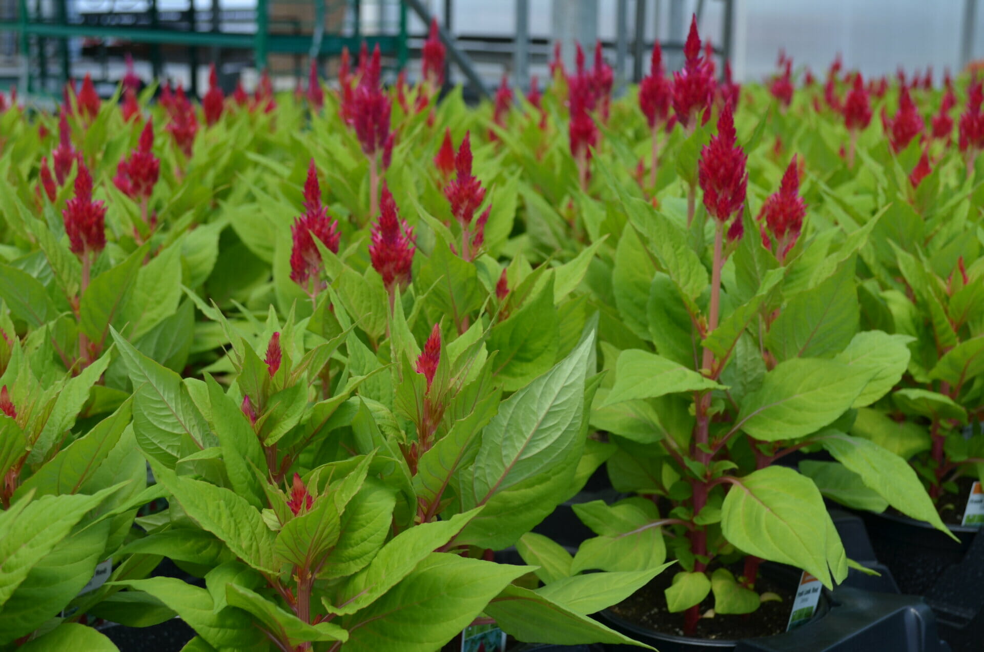 Celosia Fresh Look Red 2gal | Quality Greenhouses & Perennial Farm Inc ...