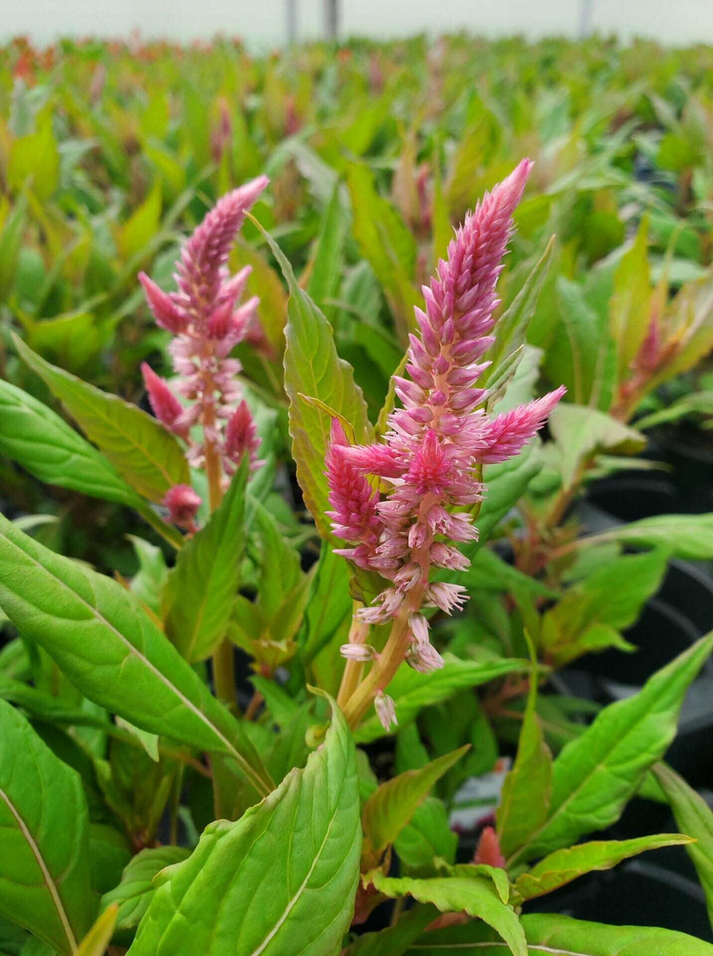 Celosia Kelos Fire Pink | Quality Greenhouses & Perennial Farm Inc ...