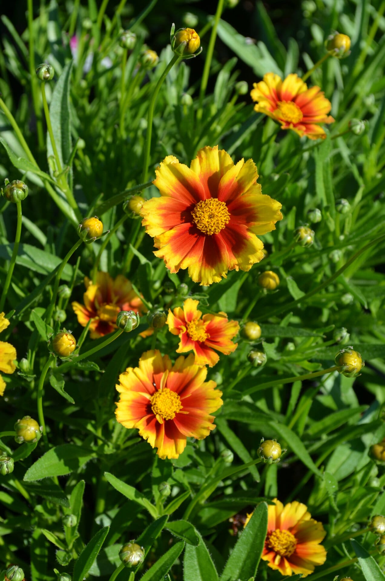 Coreopsis Li’l Bang Firewheel | Quality Greenhouses & Perennial Farm ...