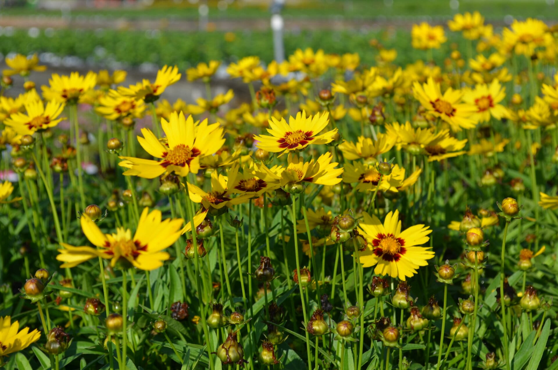 Coreopsis SunKiss | Quality Greenhouses & Perennial Farm Inc.Quality ...