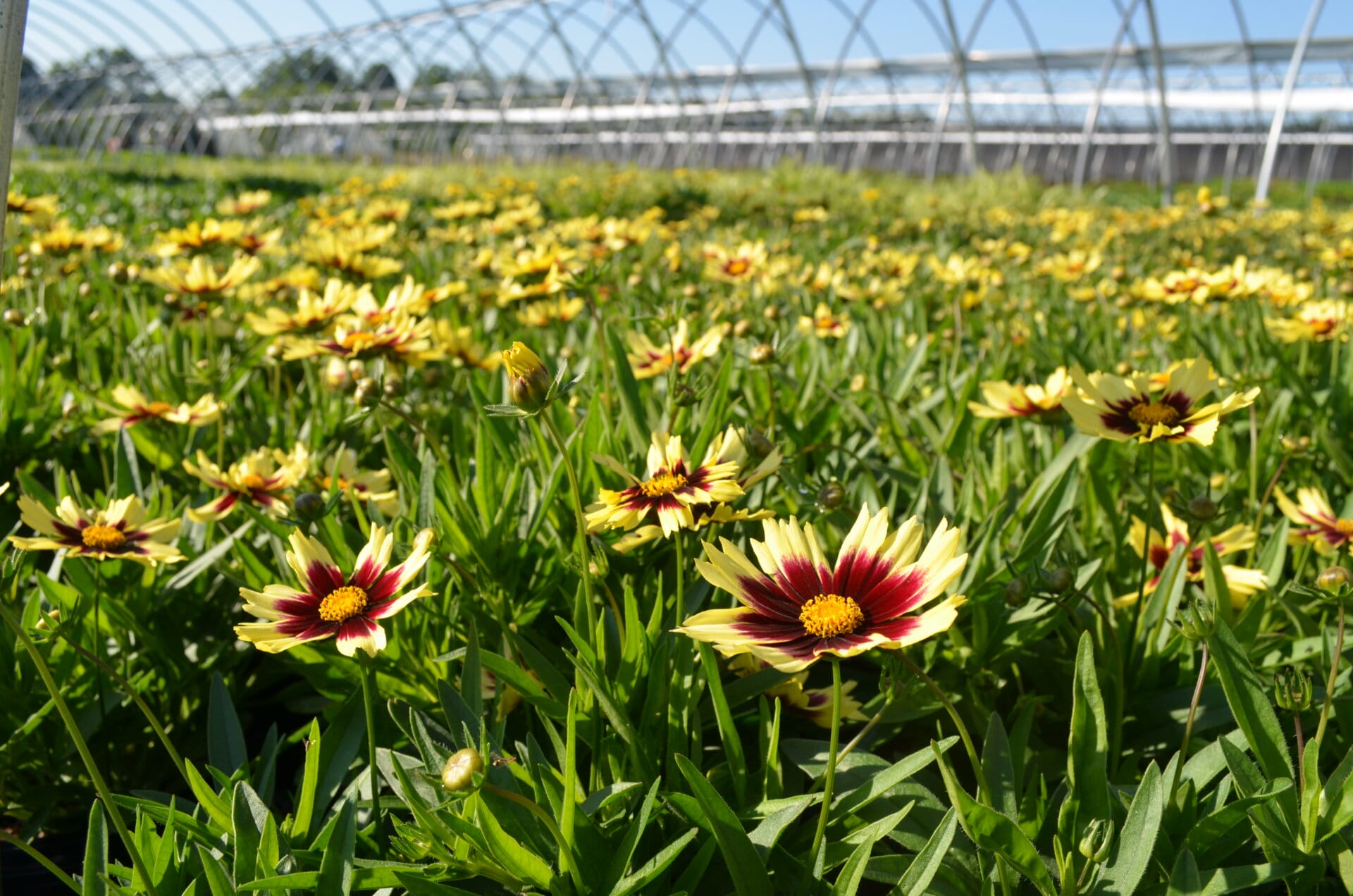 Coreopsis Super Star | Quality Greenhouses & Perennial Farm Inc.Quality ...