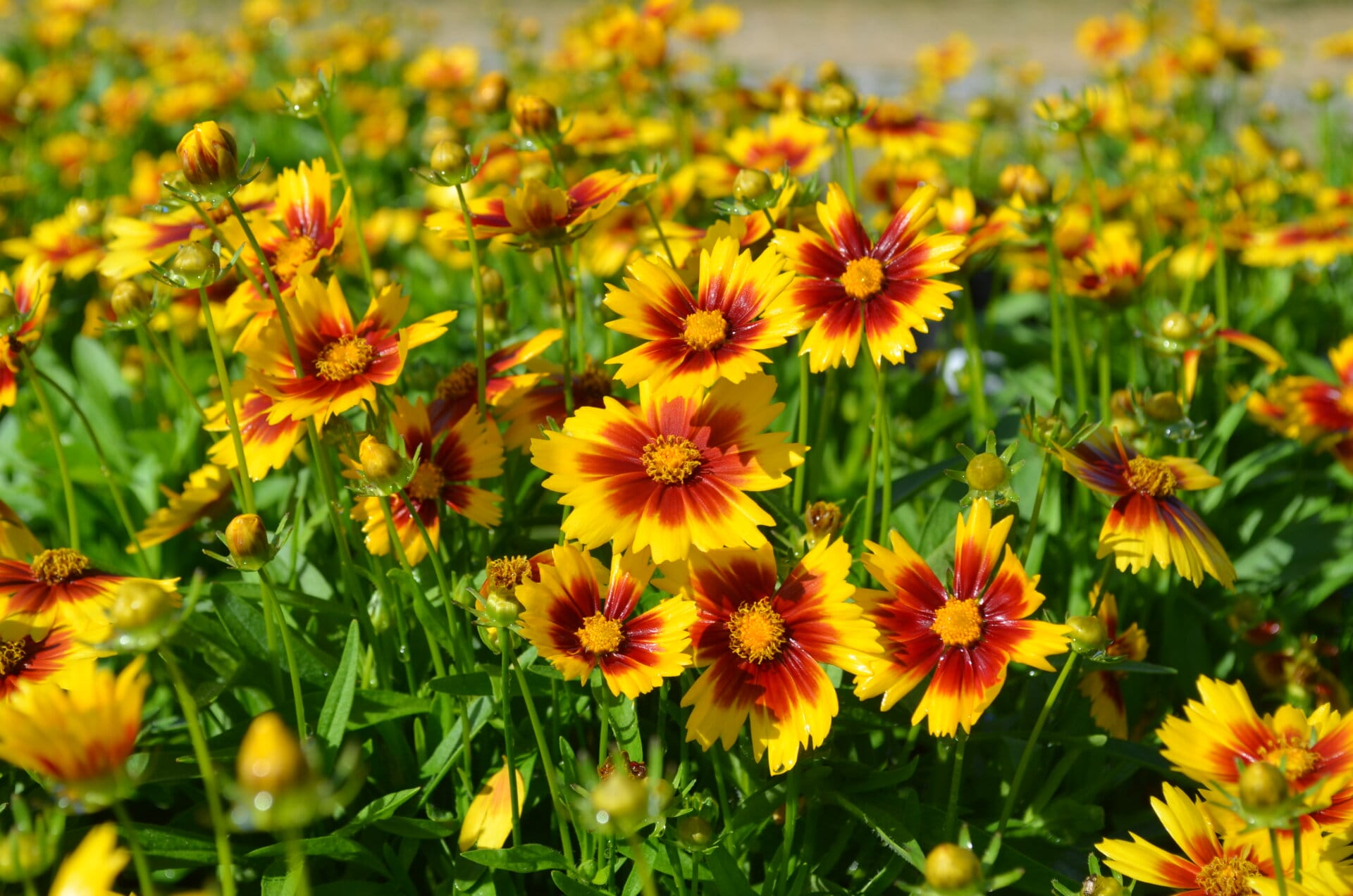 Coreopsis UpTick Gold Bronze | Quality Greenhouses & Perennial Farm Inc ...