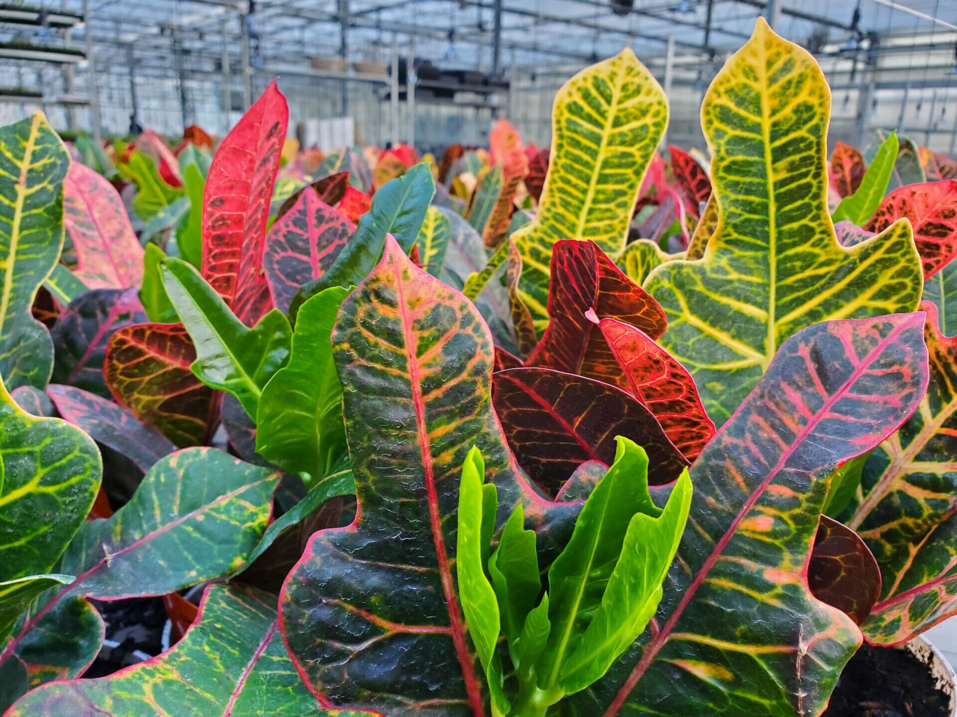 Croton Excellente 4.5in2 | Quality Greenhouses & Perennial Farm Inc ...